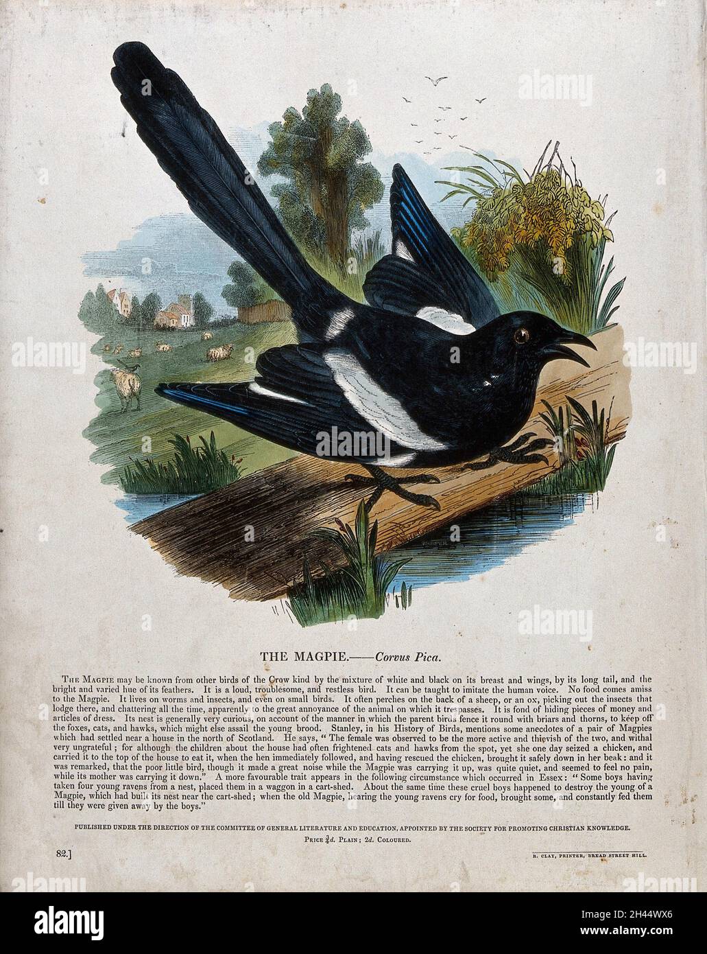 A magpie sitting on a plank on a lake before a bucolic landscape ...