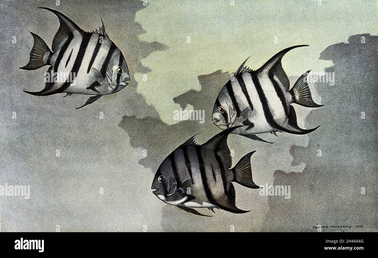 Three spade fish (Chaetodipterus faber) swimming in the sea. Colour ...