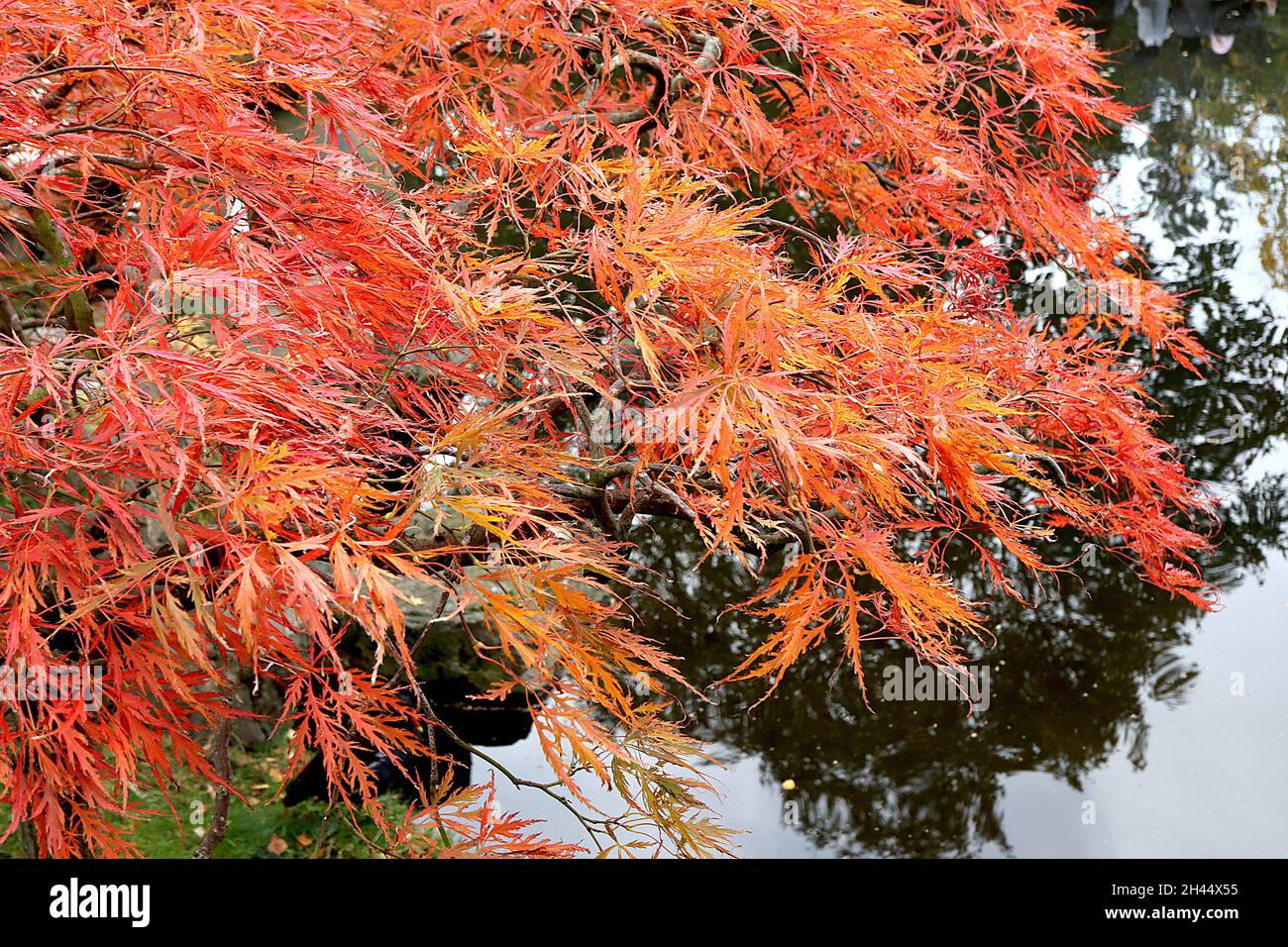 Waterfall Japanese Maple