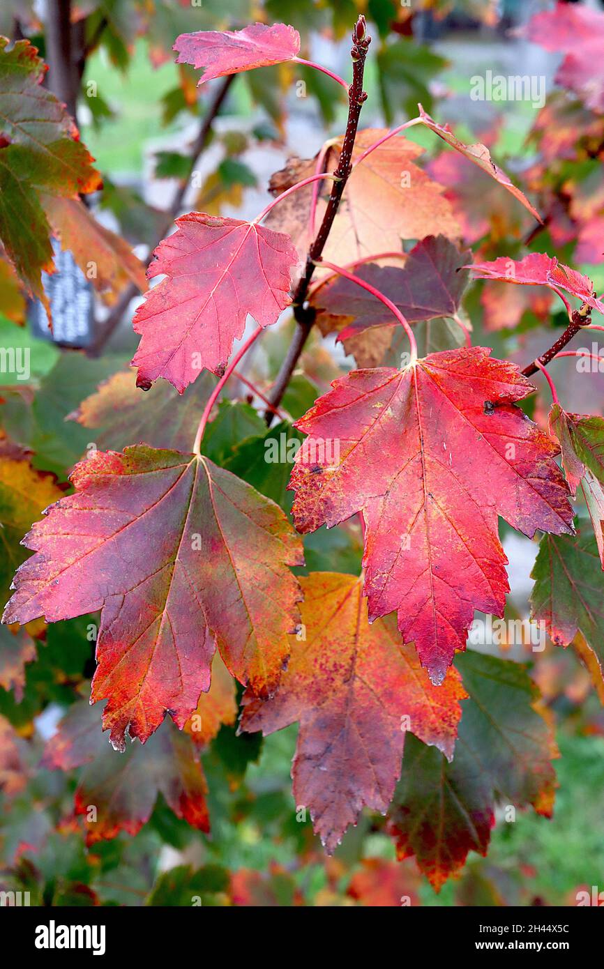 Acer rubrum ‘Sun Valley’ red maple Sun Valley – scarlet and dark green ...