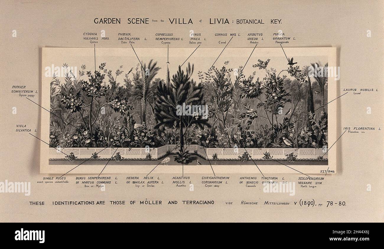 A border of plants from a Roman garden in the 1st century A.D., with ...