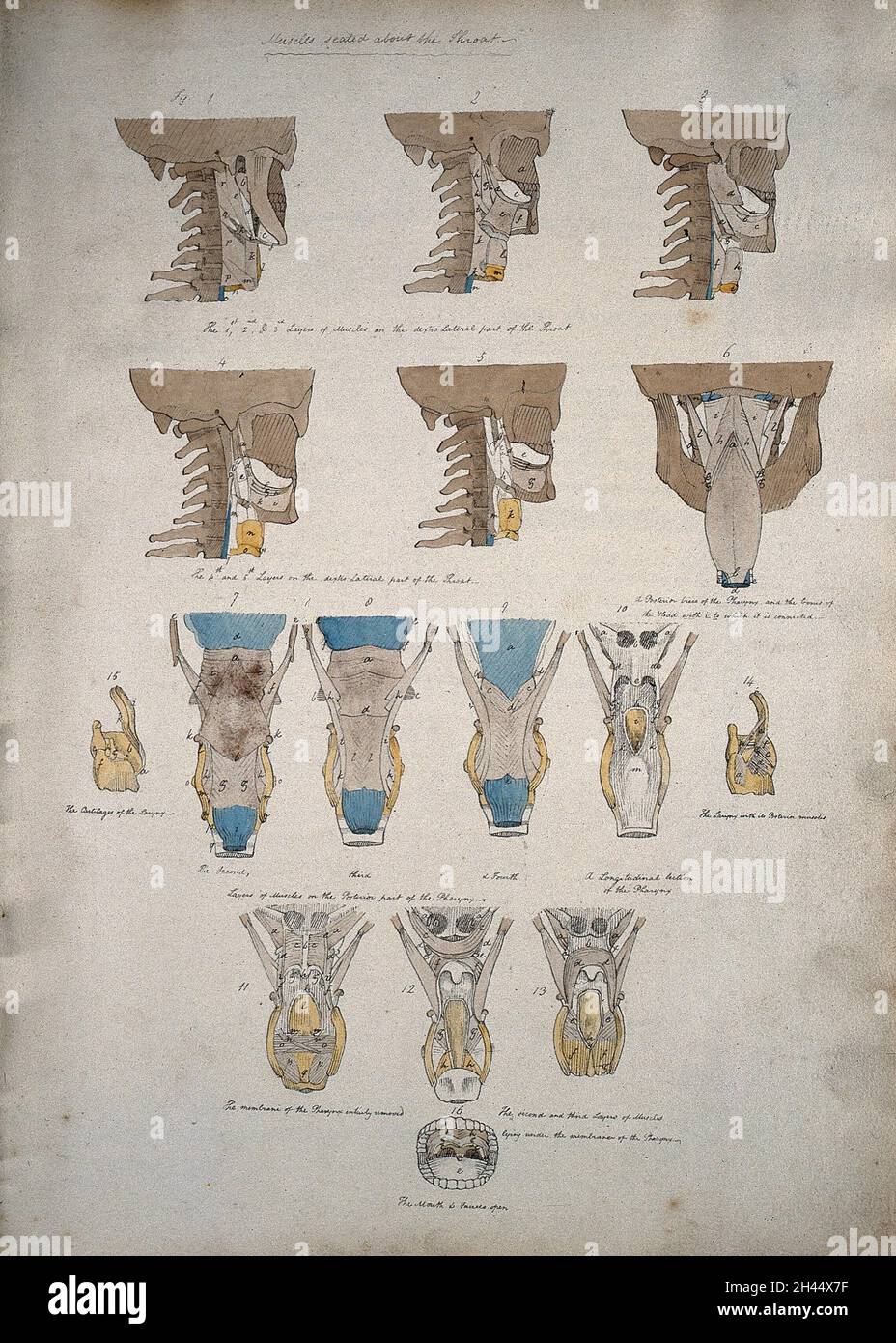 Human neck chart hi-res stock photography and images - Alamy