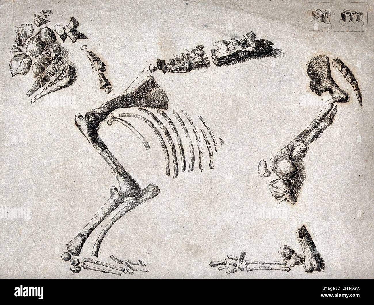 Skeleton fragments of a prehistoric creature, with details showing the ...