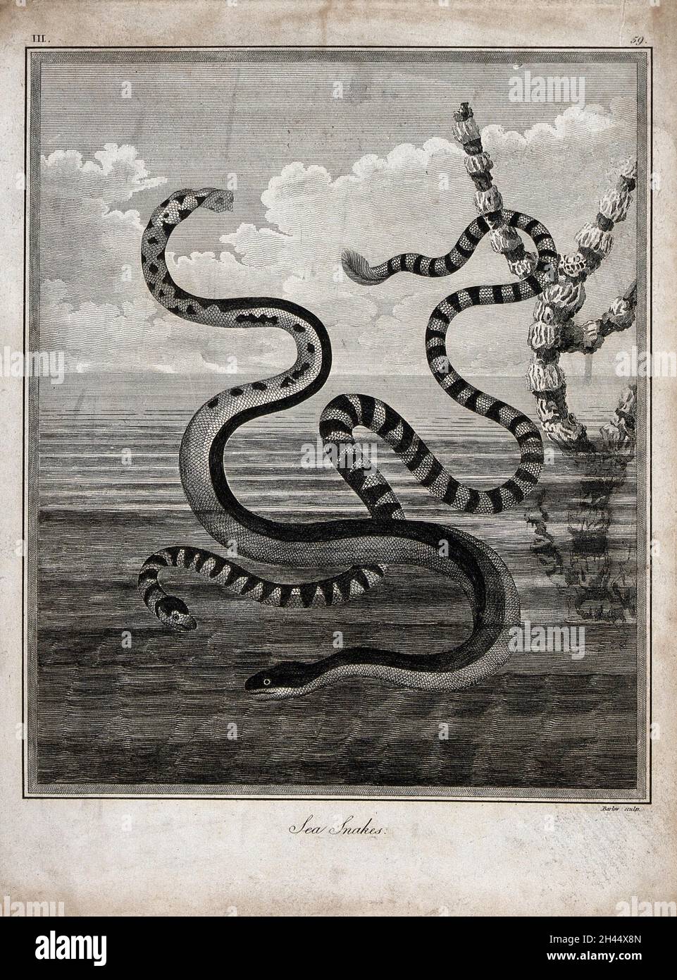 Two sea snakes hi-res stock photography and images - Alamy