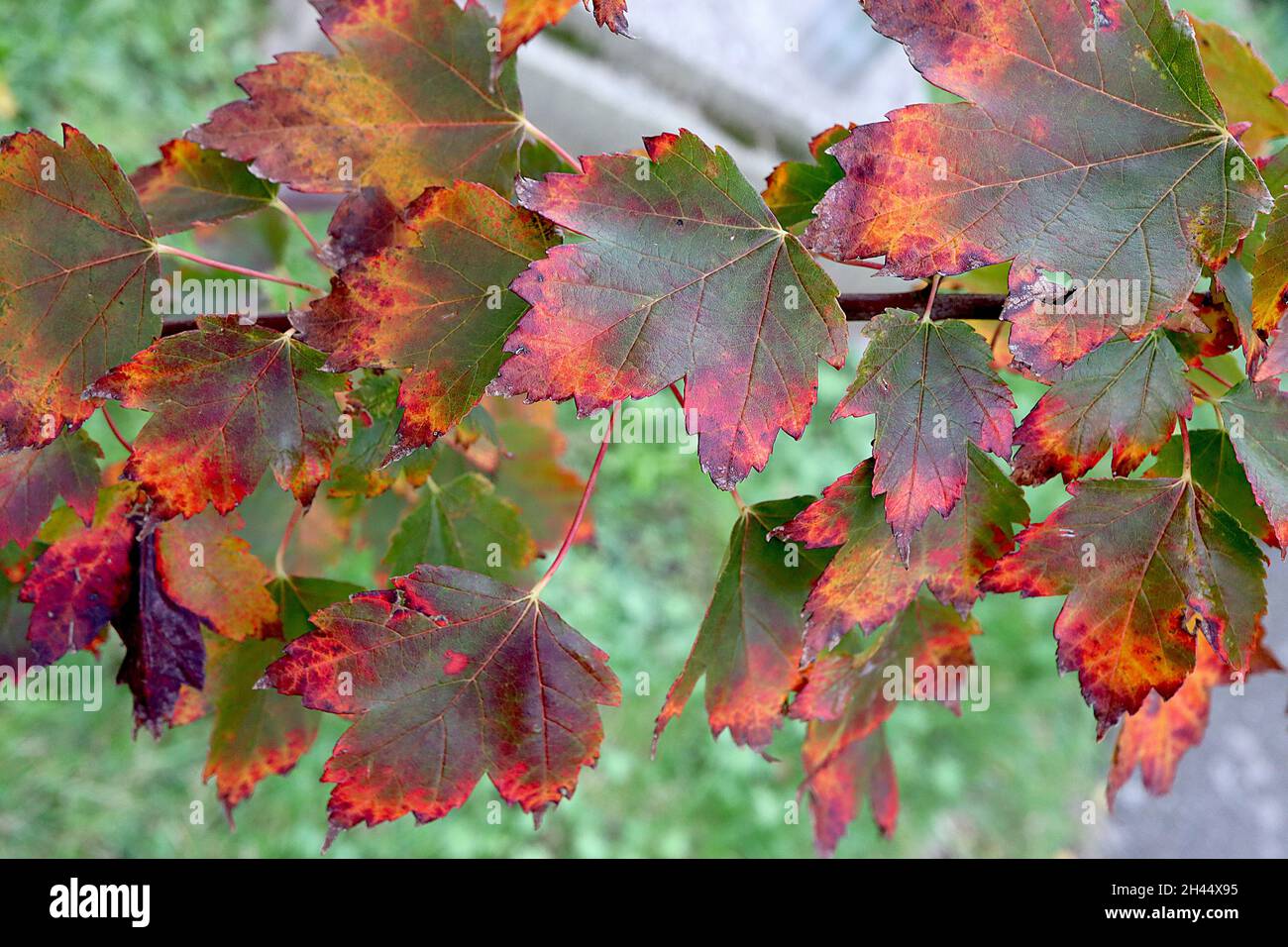 Acer rubrum ‘Sun Valley’ red maple Sun Valley – scarlet and dark green ...