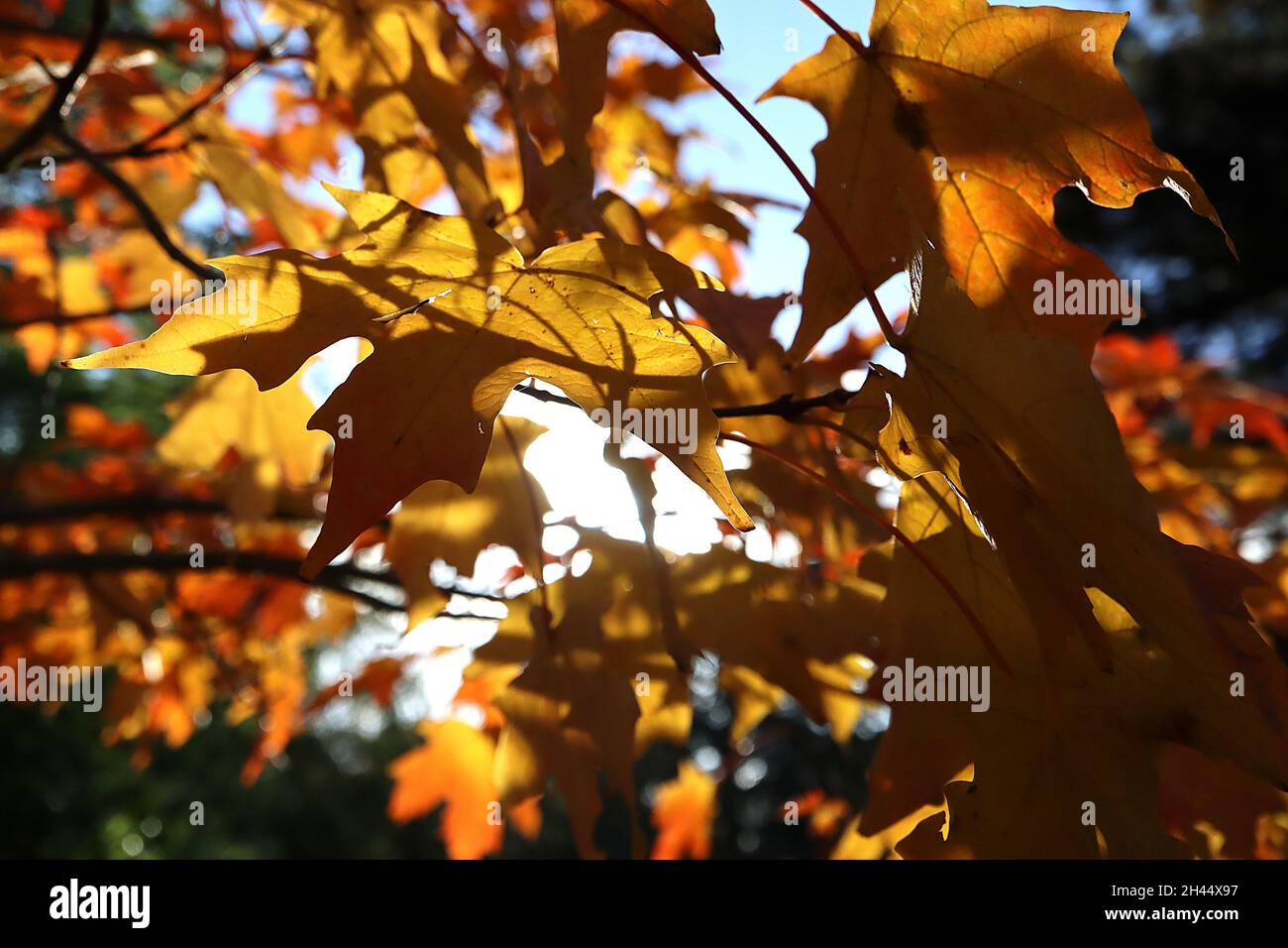 Acer saccharum var grandidentatum bigtooth maple – large deep yellow ...