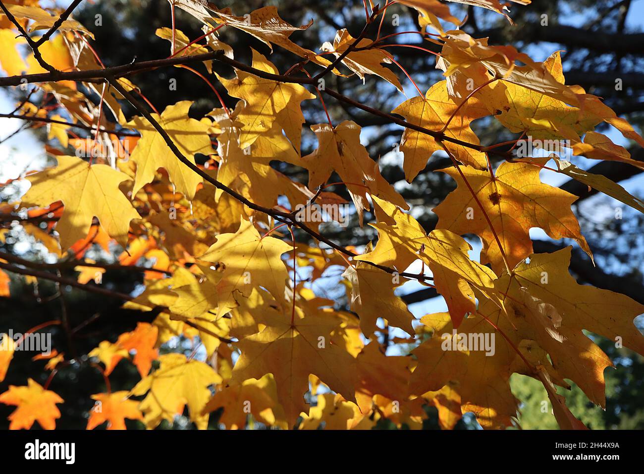 Acer saccharum var grandidentatum bigtooth maple – large deep yellow ...