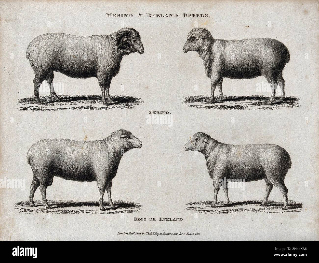 A ram and ewe of the Merino and Ryeland breeds of sheep. Etching, ca ...