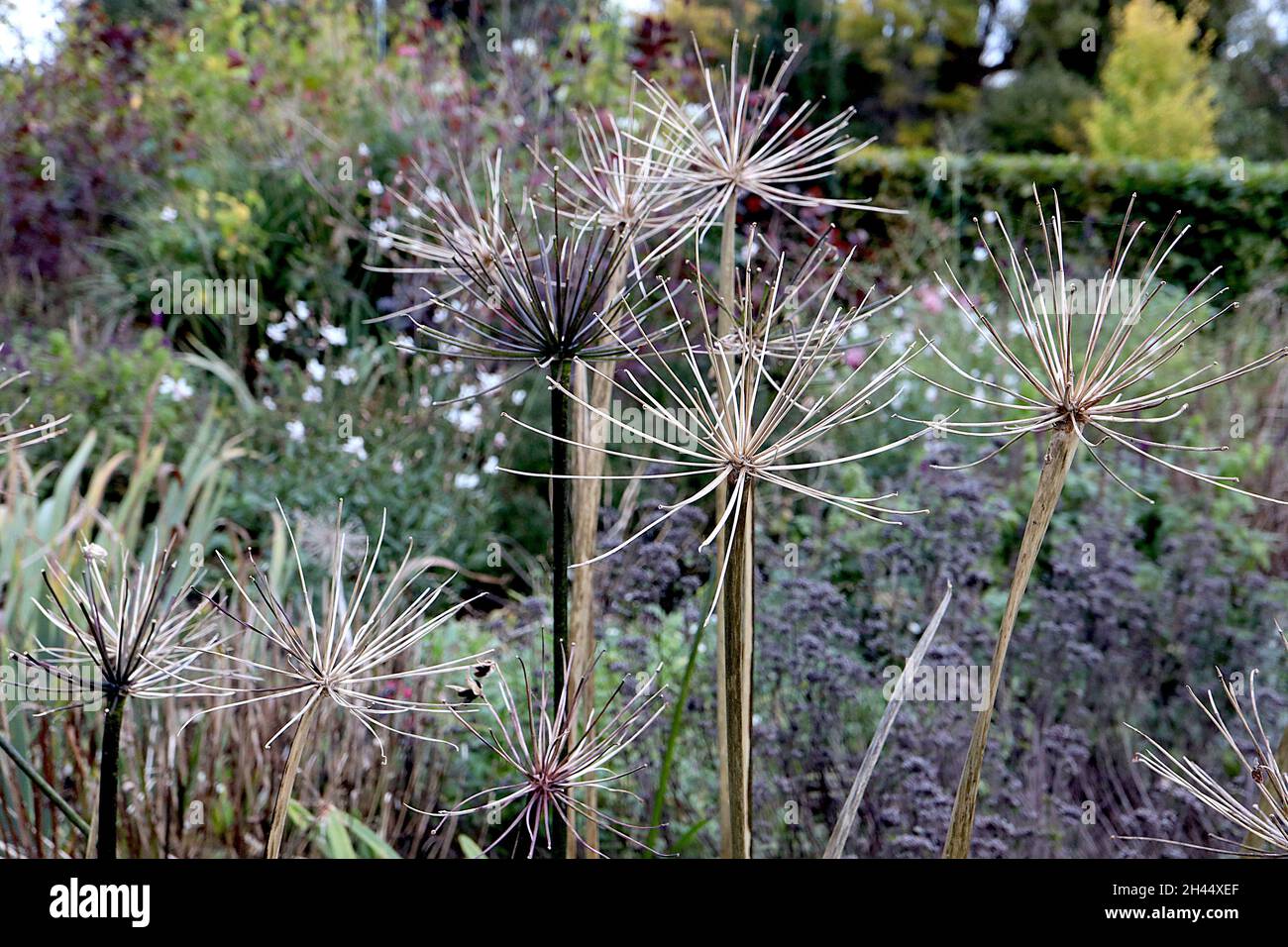 Firework like seed heads hi-res stock photography and images - Alamy