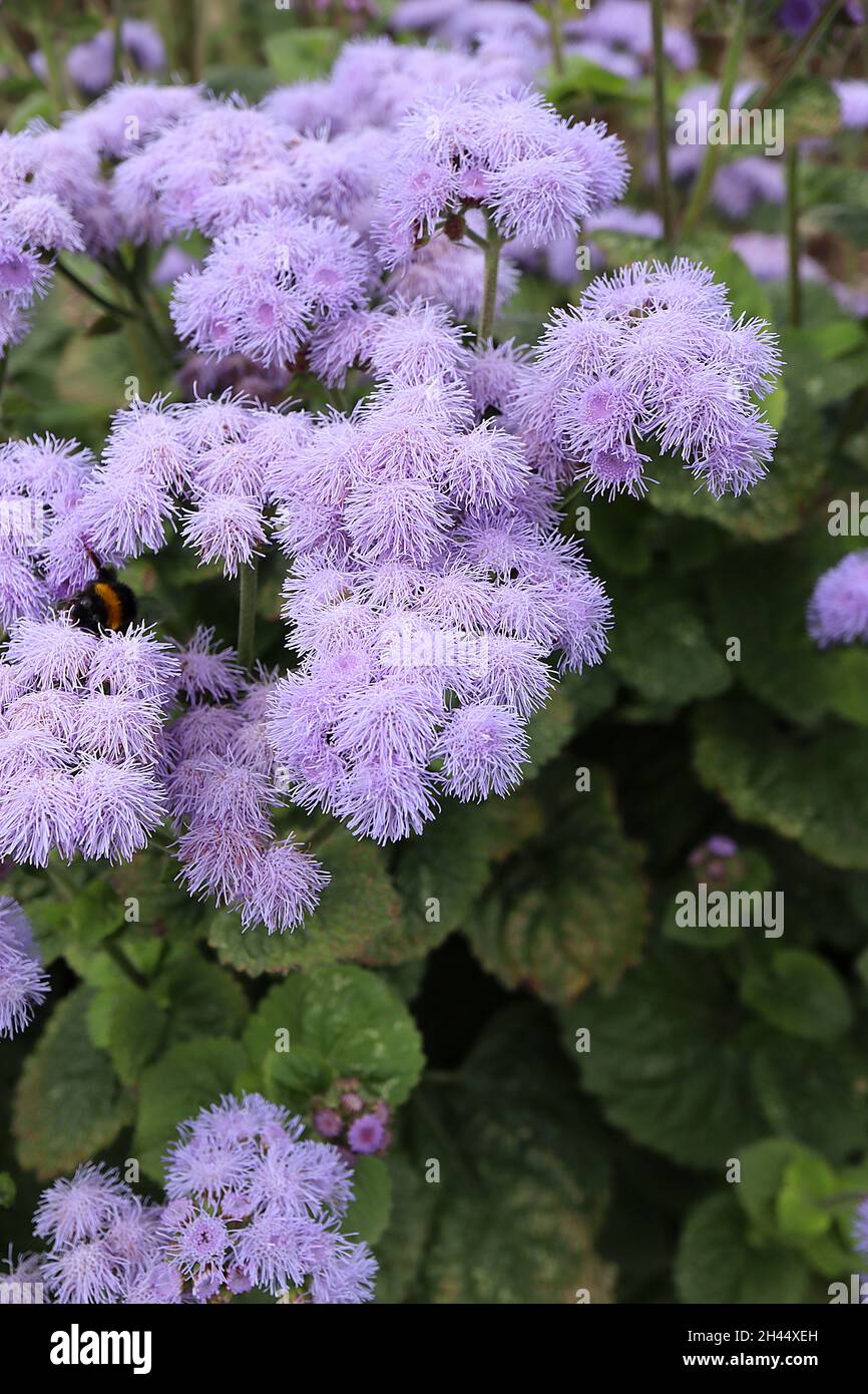 Ageratum Houstonianum Blue Horizon