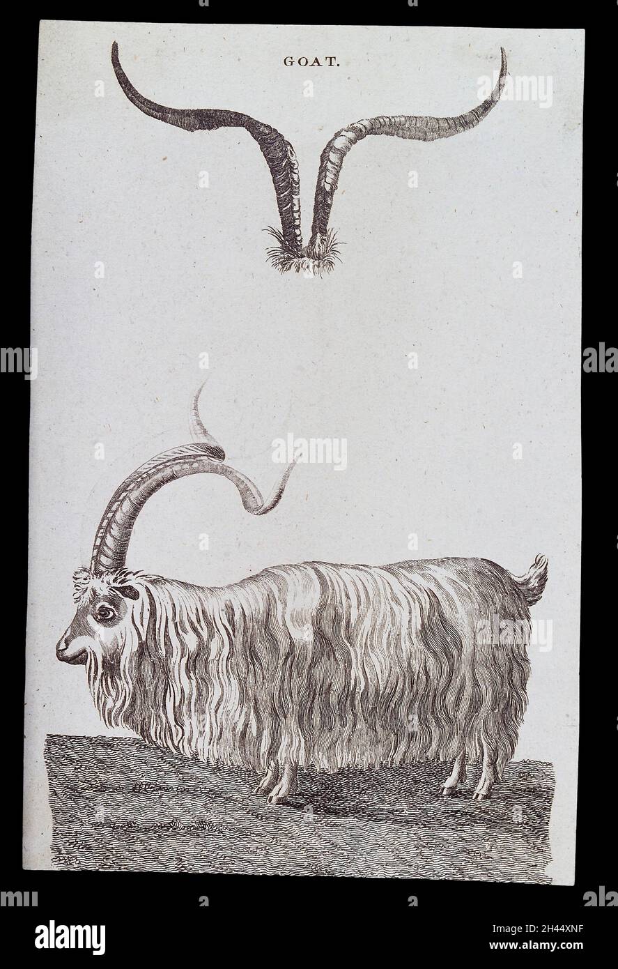 A hairy goat with long curved horns. Engraving Stock Photo - Alamy