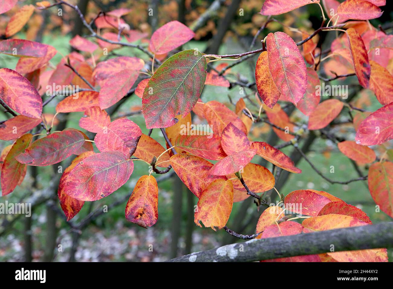 Amelanchier lamarckii Serviceberry or juneberry – orange, red and dark ...