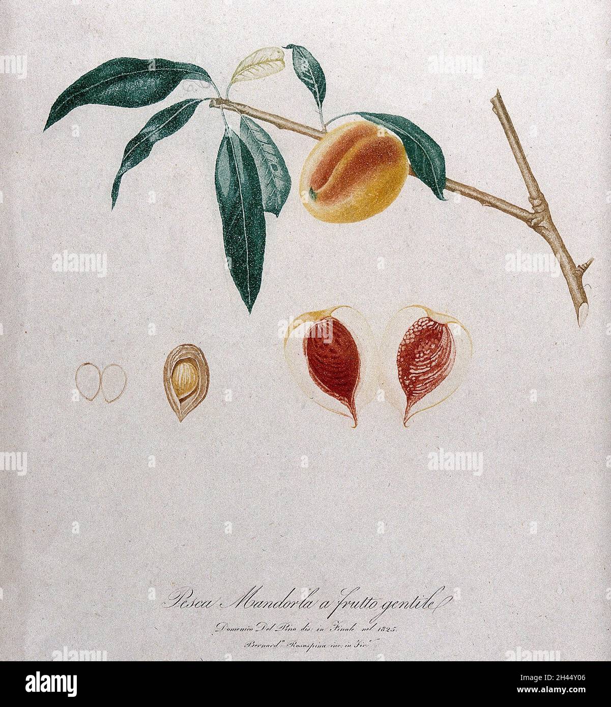 Peach (Prunus species): fruiting branch with halved fruit and seed ...