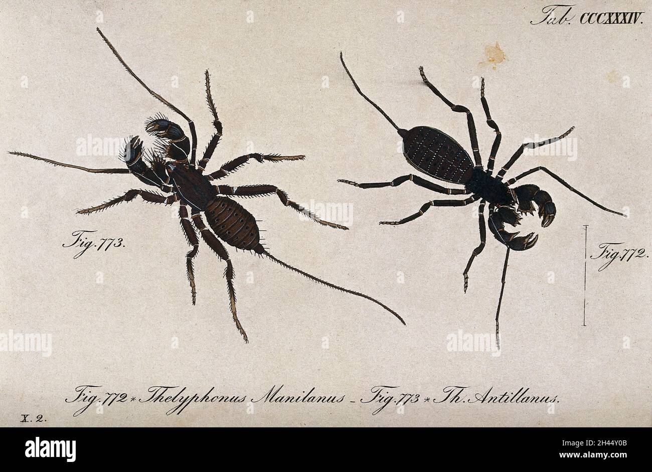 Two scorpions: Thelyphonus manilanus and Thelyphonus antillanus ...
