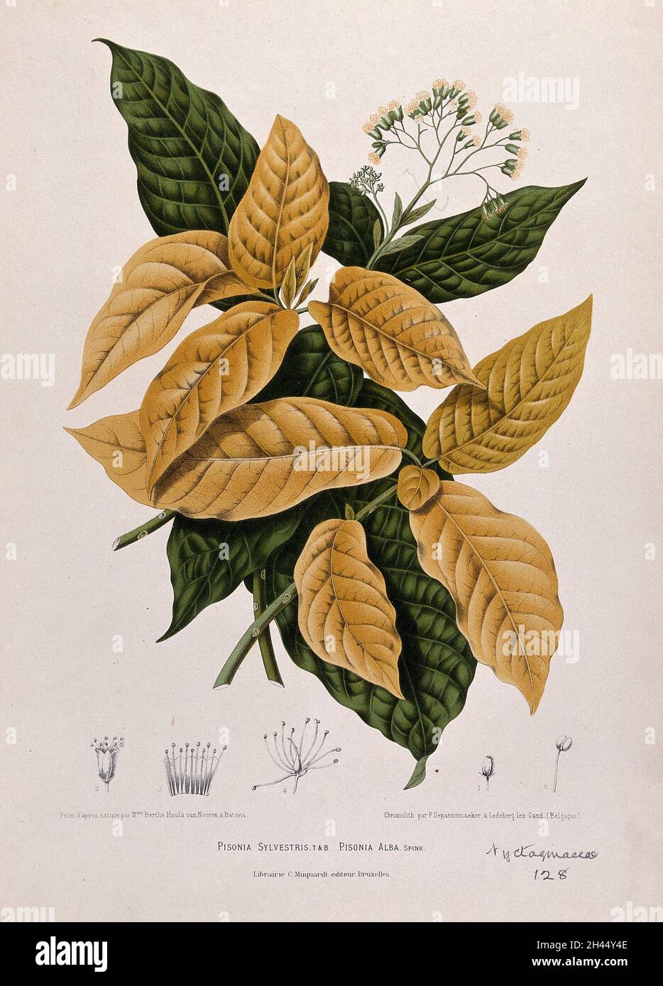 Two plants (Pisonia sylvestris and Pisonia alba ): flowering and leafy ...