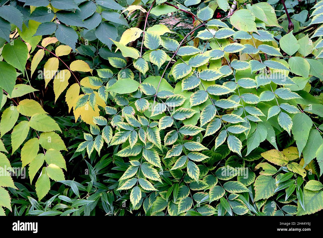 Aralia elata angelica tree – large bipinnate leaves with yellow and mid ...