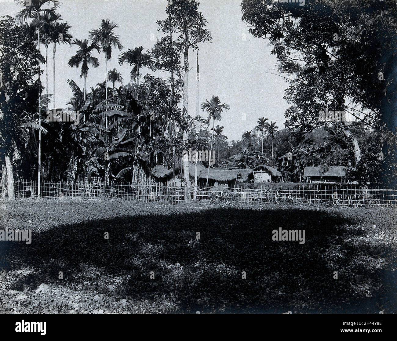 Assam, India: a village of grass-roofed houses surrounded by palm trees, enclosed by a bamboo ...