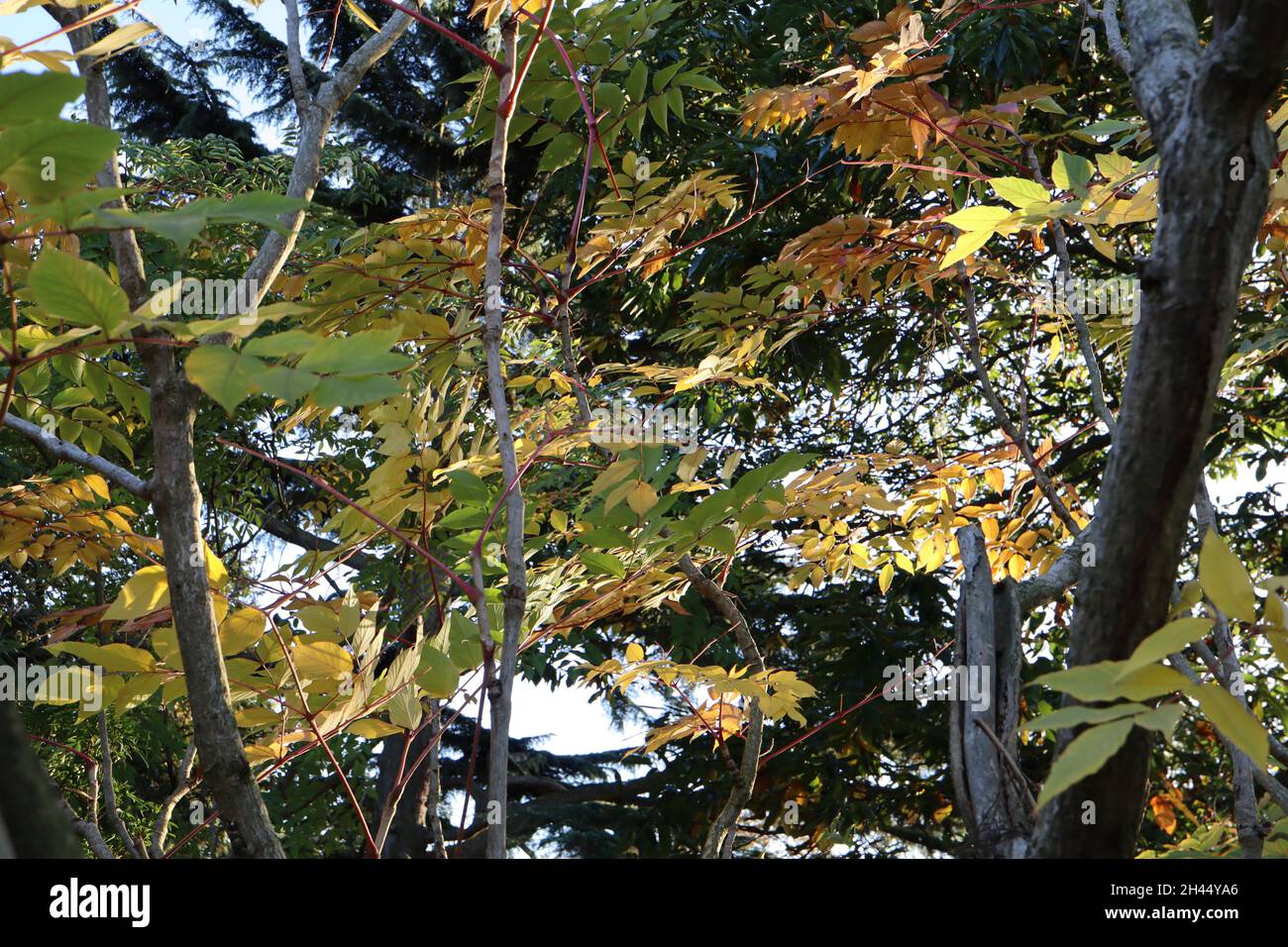 Aralia elata angelica tree – large bipinnate leaves with yellow and mid ...