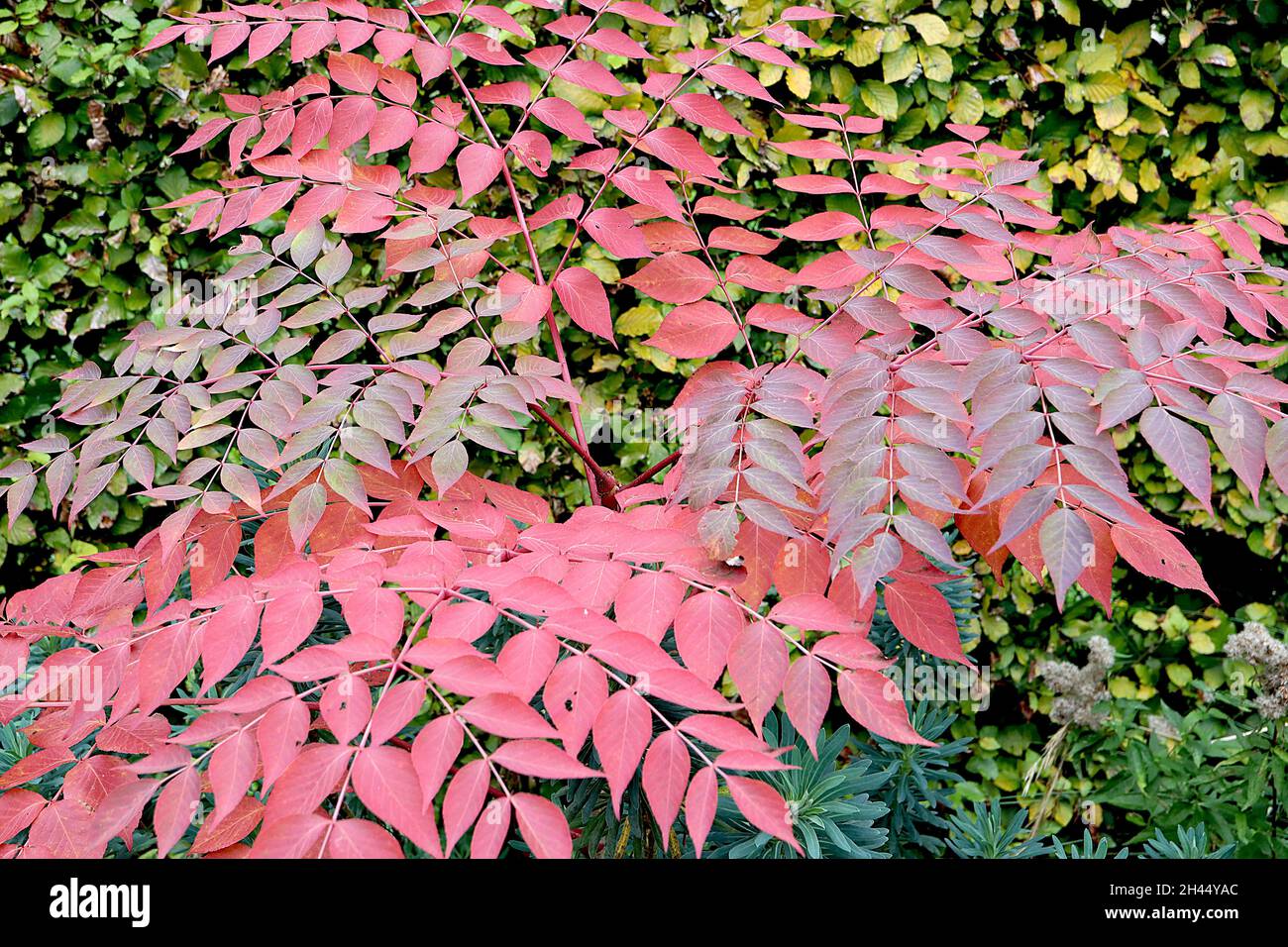 Aralia elata angelica tree – large bipinnate leaves with dark red ...