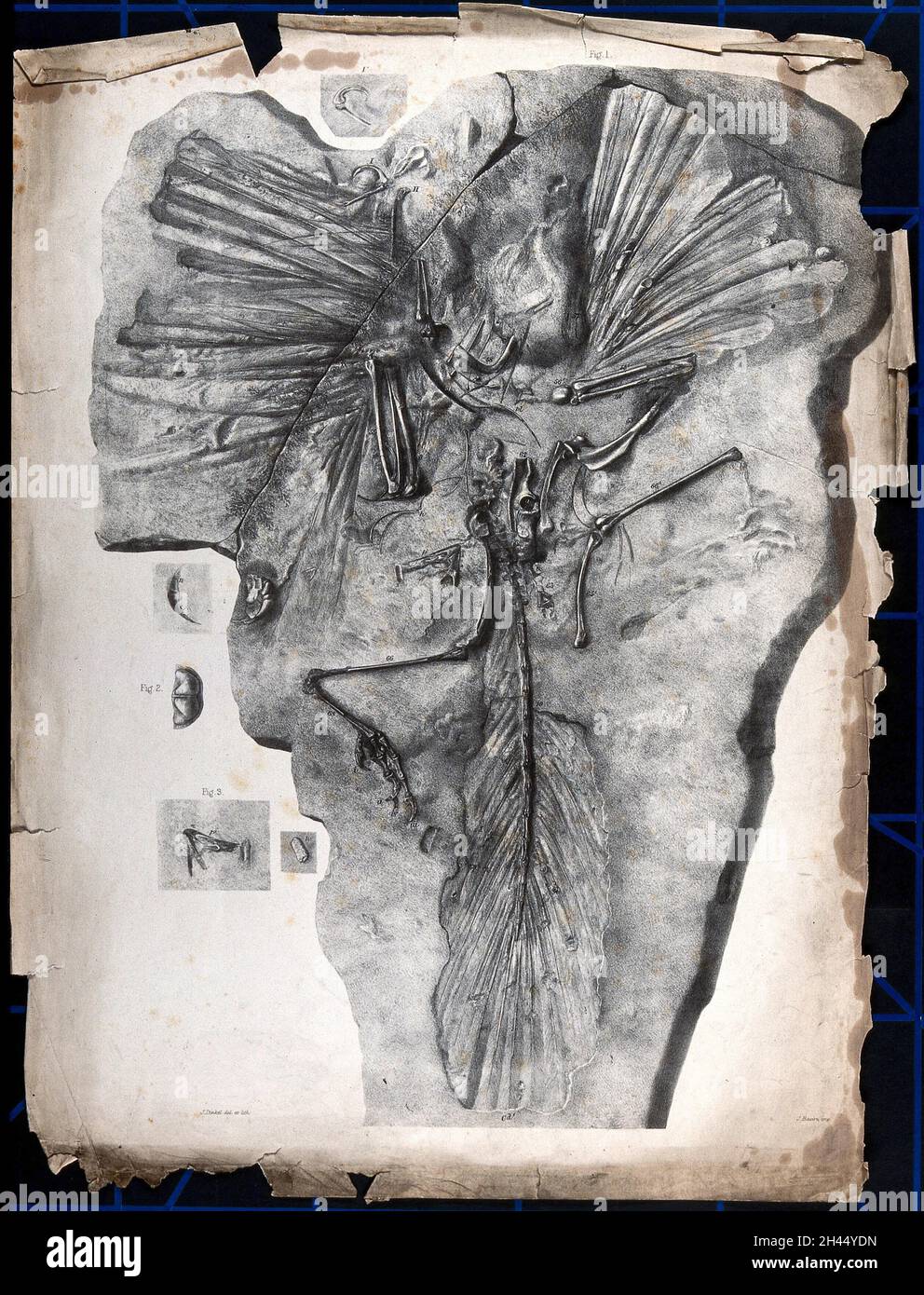 Fossilized skeleton of a winged prehistoric creature, with details ...