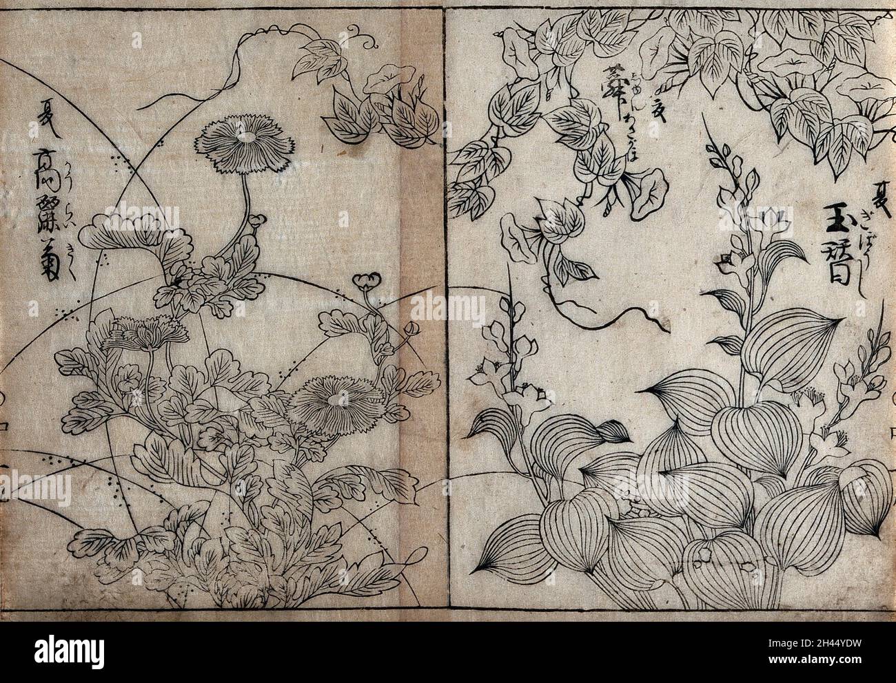 Flowers. Woodcut, 18 Stock Photo - Alamy