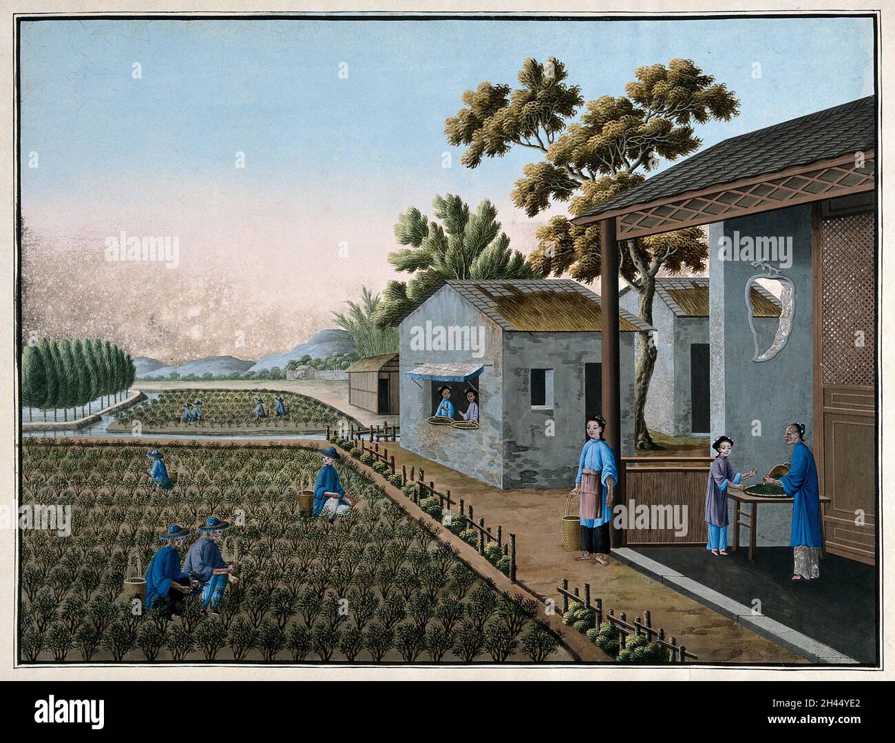 A tea plantation in China with women picking and sifting tea leaves ...