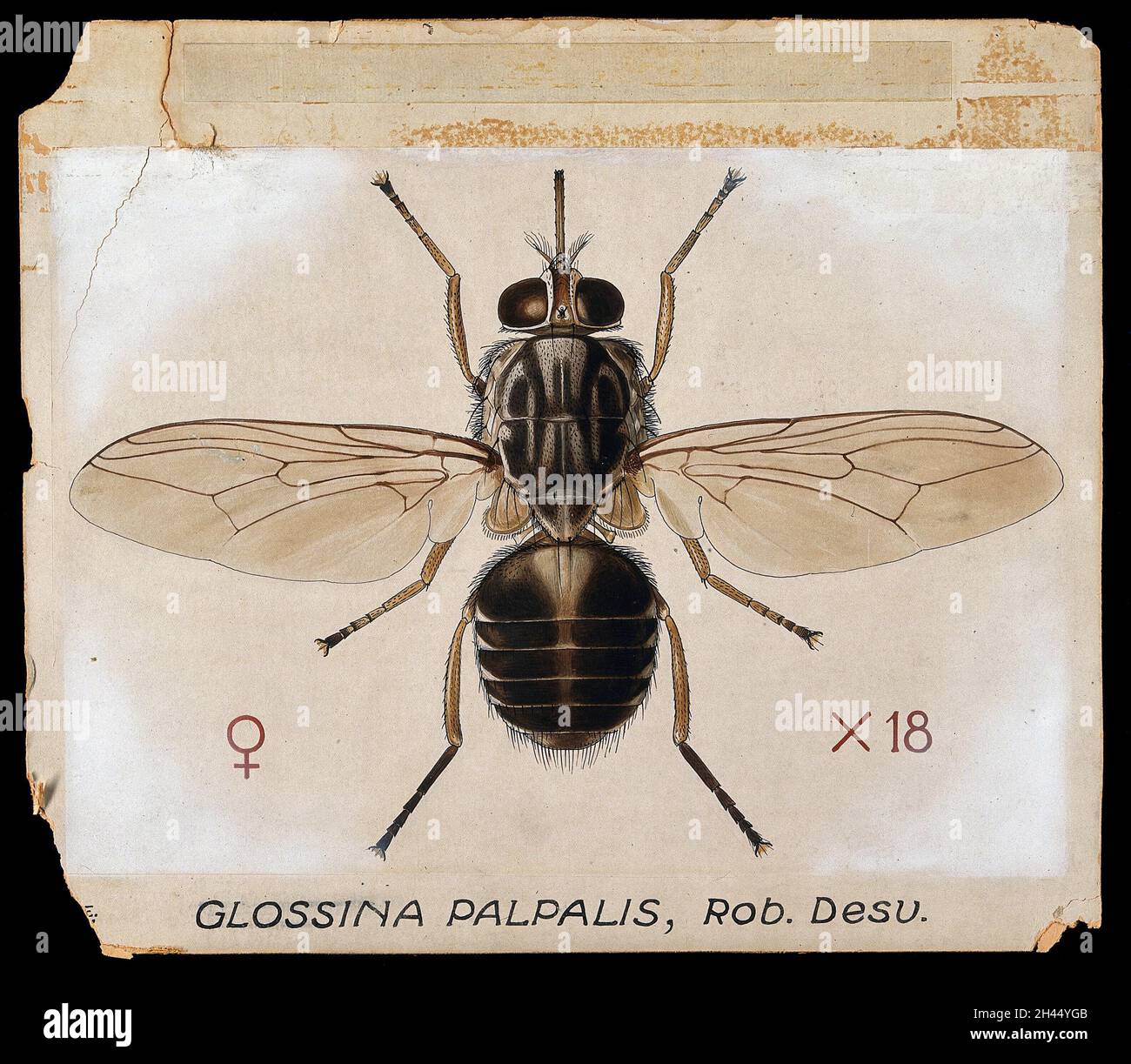 Glossina palpalis hi-res stock photography and images - Alamy