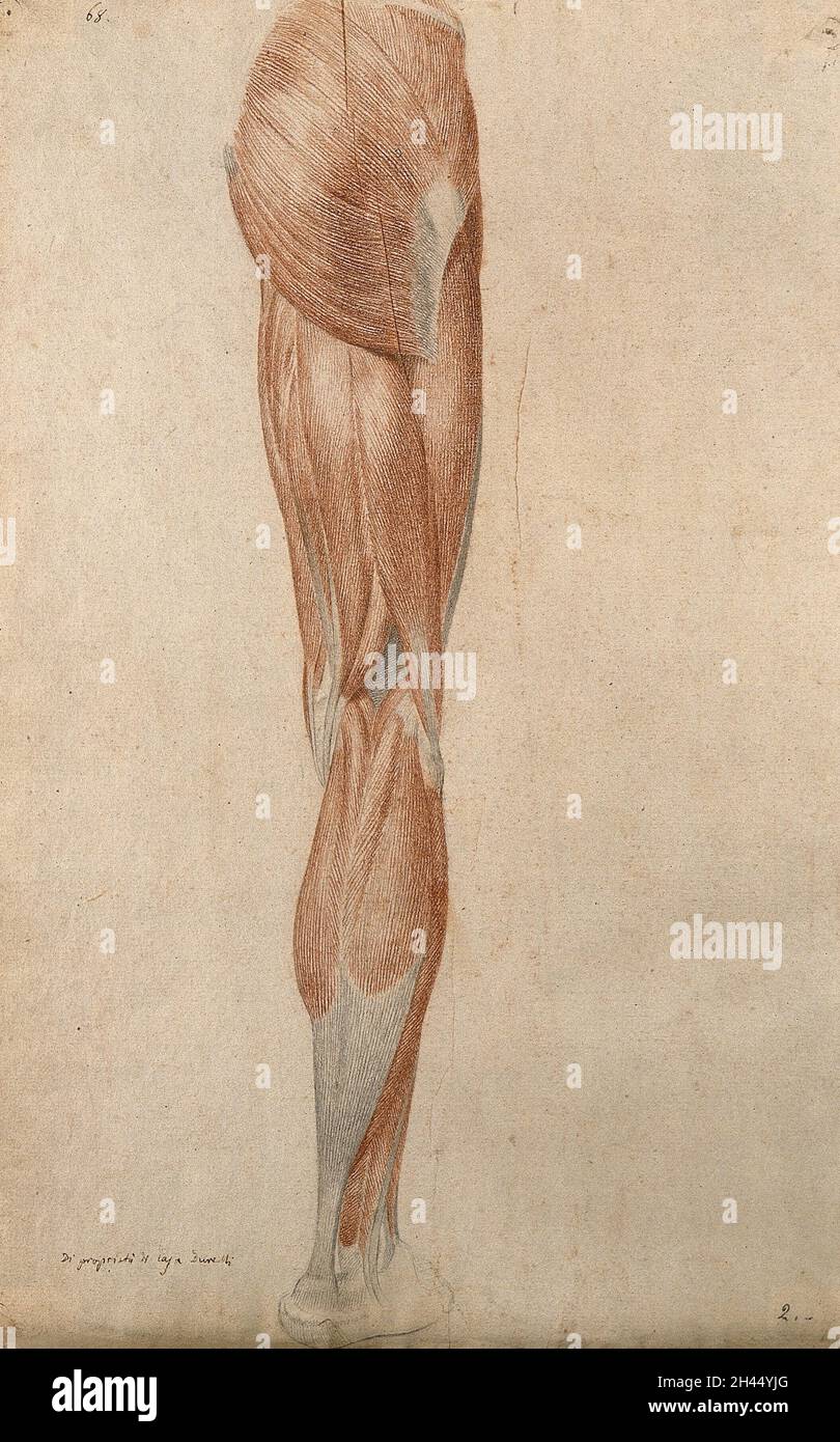 Muscles of the leg. Red chalk and pencil drawing by A. Durelli, ca ...