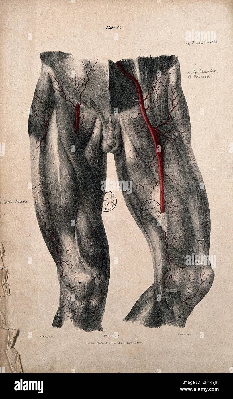 Arteries of the thigh. Coloured lithograph by William Fairland, 1837 ...