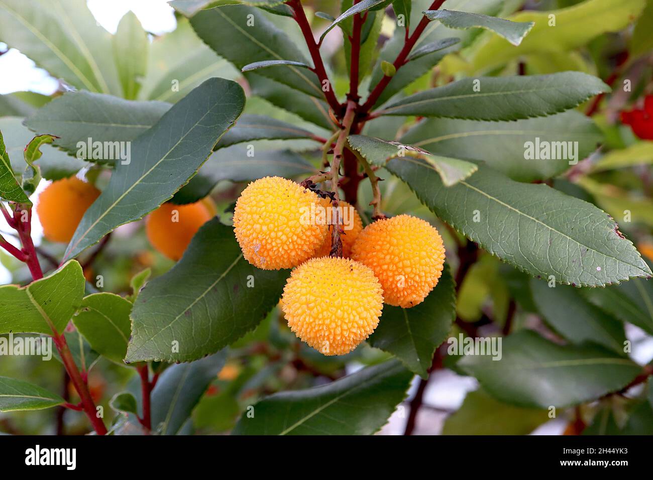 Strawberry Tree Fruit