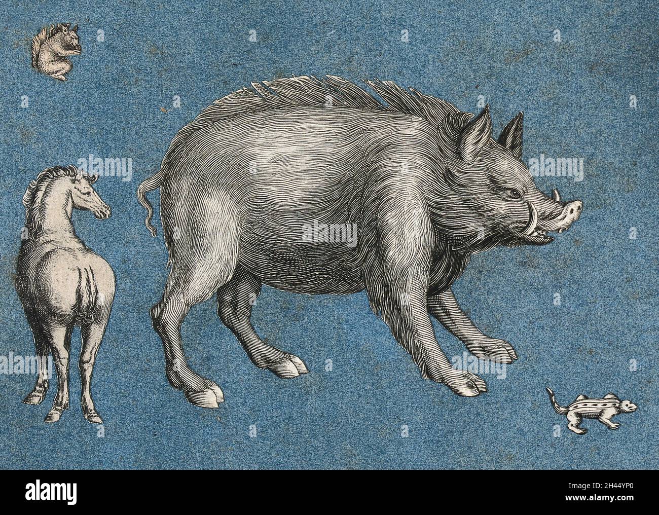 A wild boar or warthog, a horse, a squirrel and a lizard (?). Cut-out ...