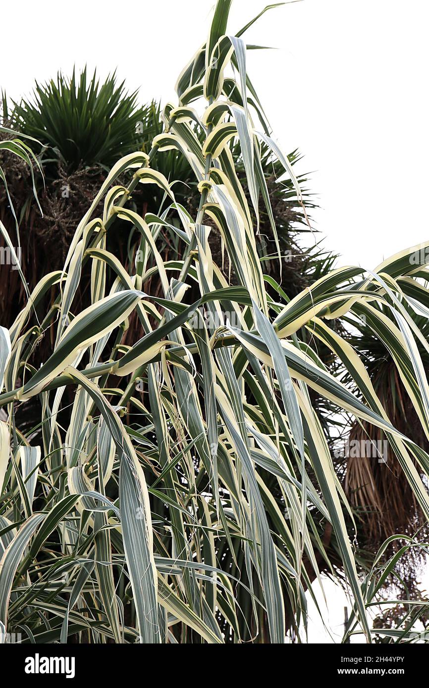 Arundo donax ‘Variegata’ variegated giant reed – very tall stems of ...