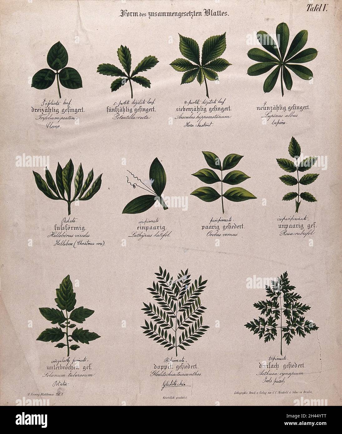 Eleven compound plant leaves, all of different shapes. Chromolithograph ...
