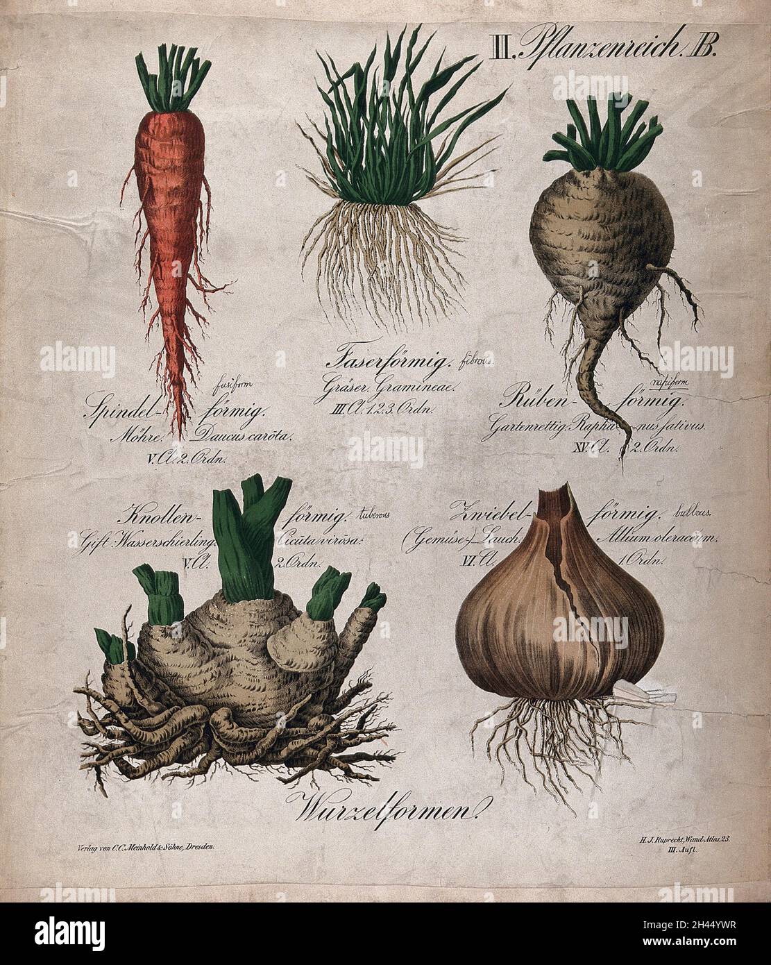 Five roots of different forms: carrot, grass, radish, water hemlock and ...