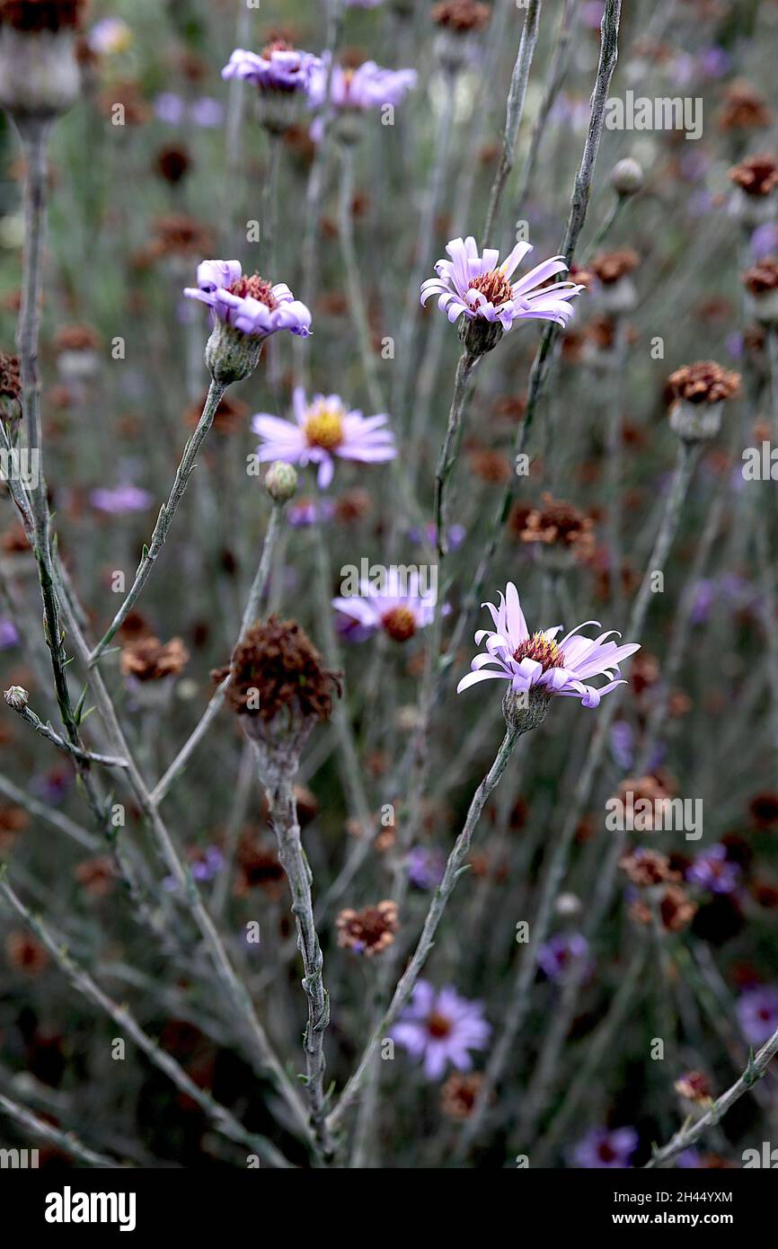 Aster Laevis Bluebird