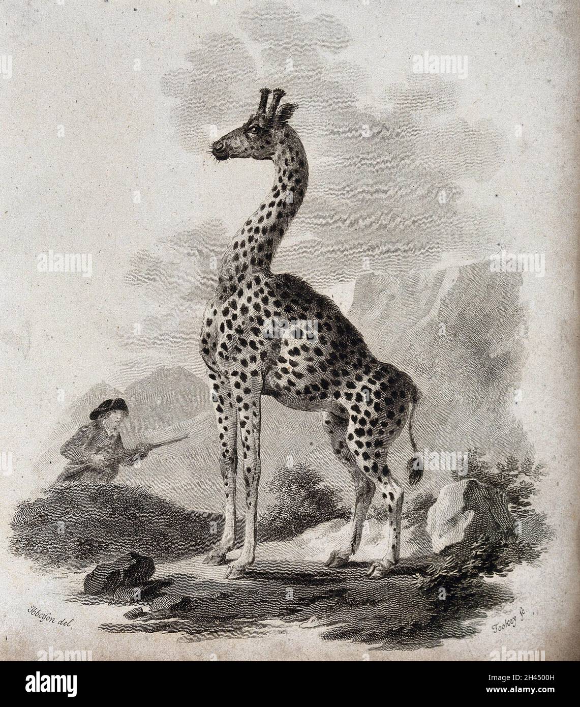A giraffe standing in a rocky landscape is approached by a hunter with ...
