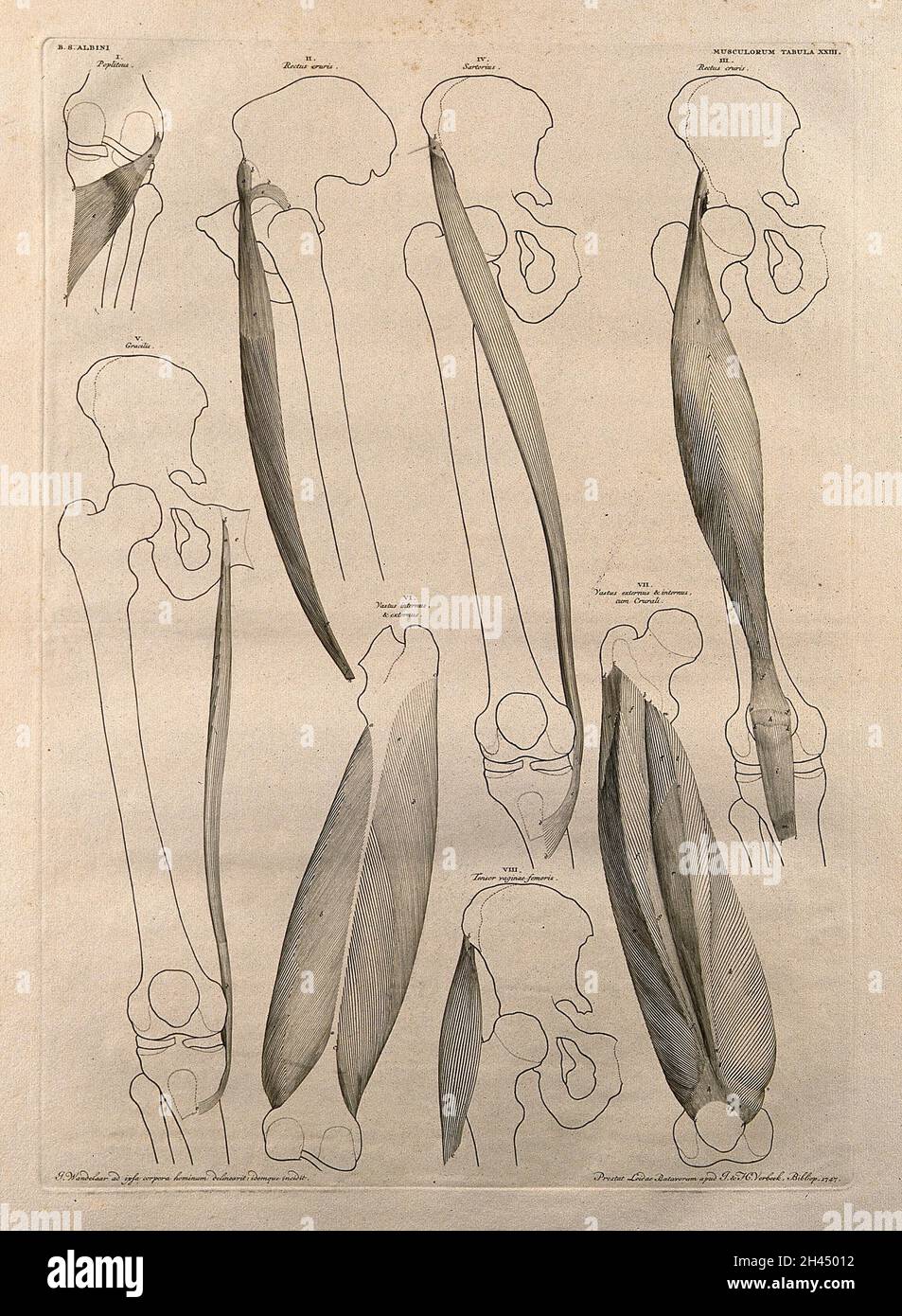 Muscles and bones of the upper leg: eight figures. Line engraving by J ...