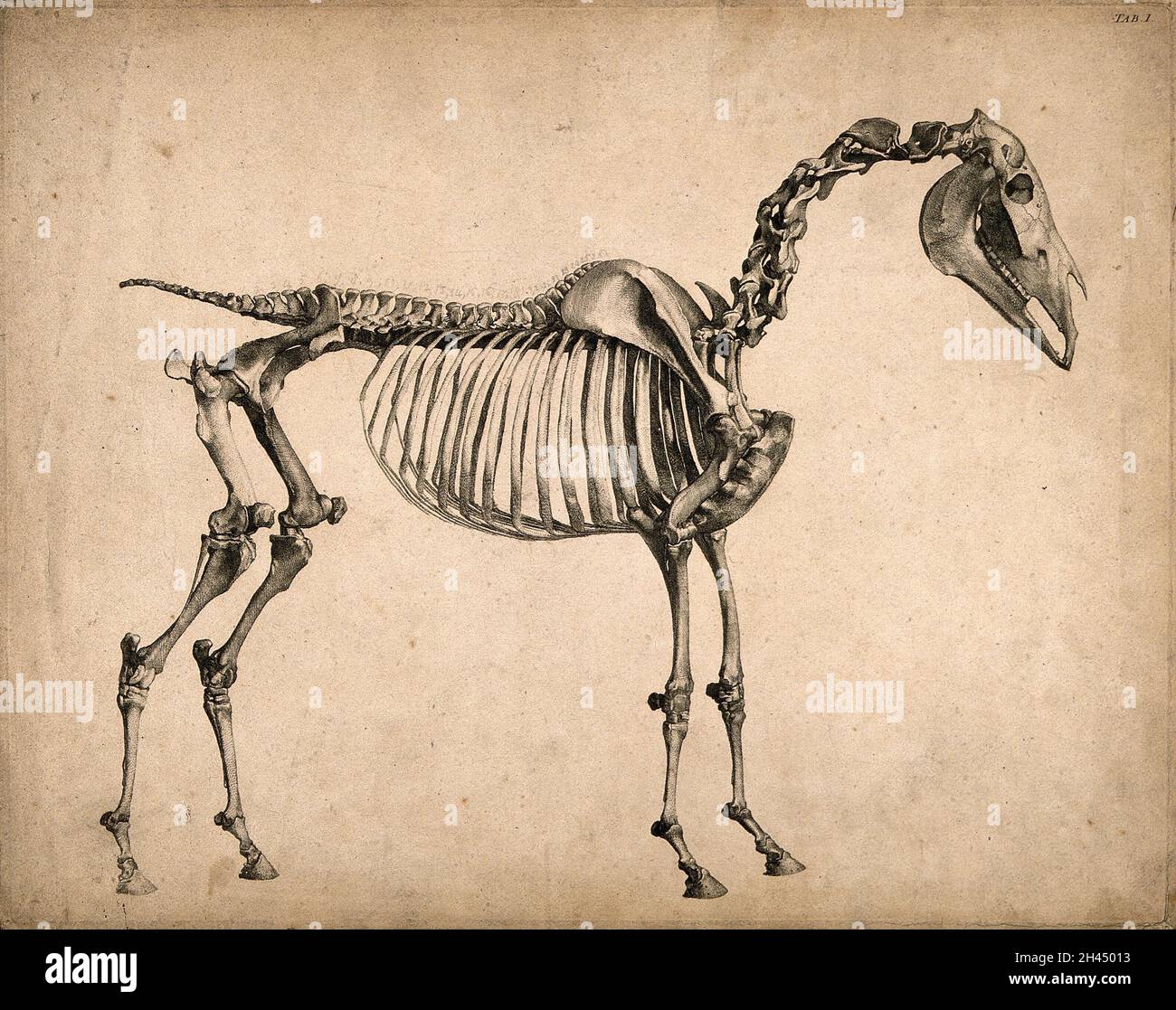 Skeleton of a horse: side view. Engraving with etching by G. Stubbs ...