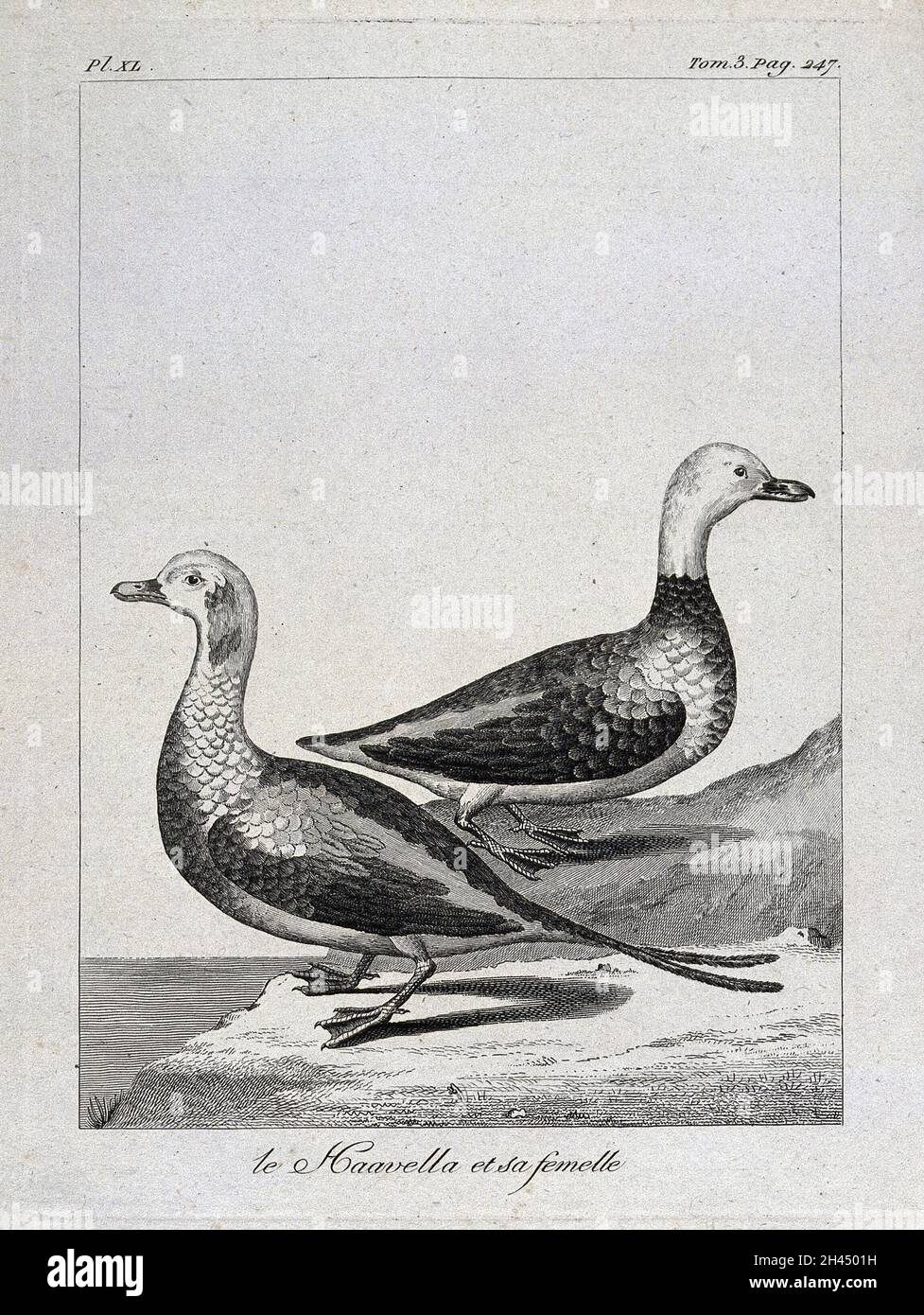 A type of sea bird. Etching Stock Photo - Alamy