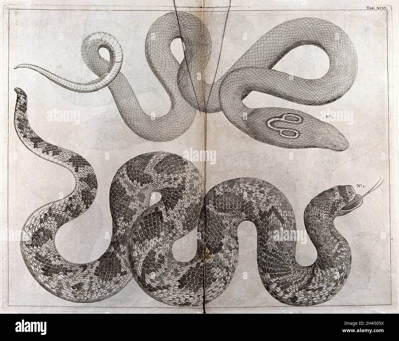 Two snakes, including an Indian Cobra (?), with 'spectacle' marking on ...