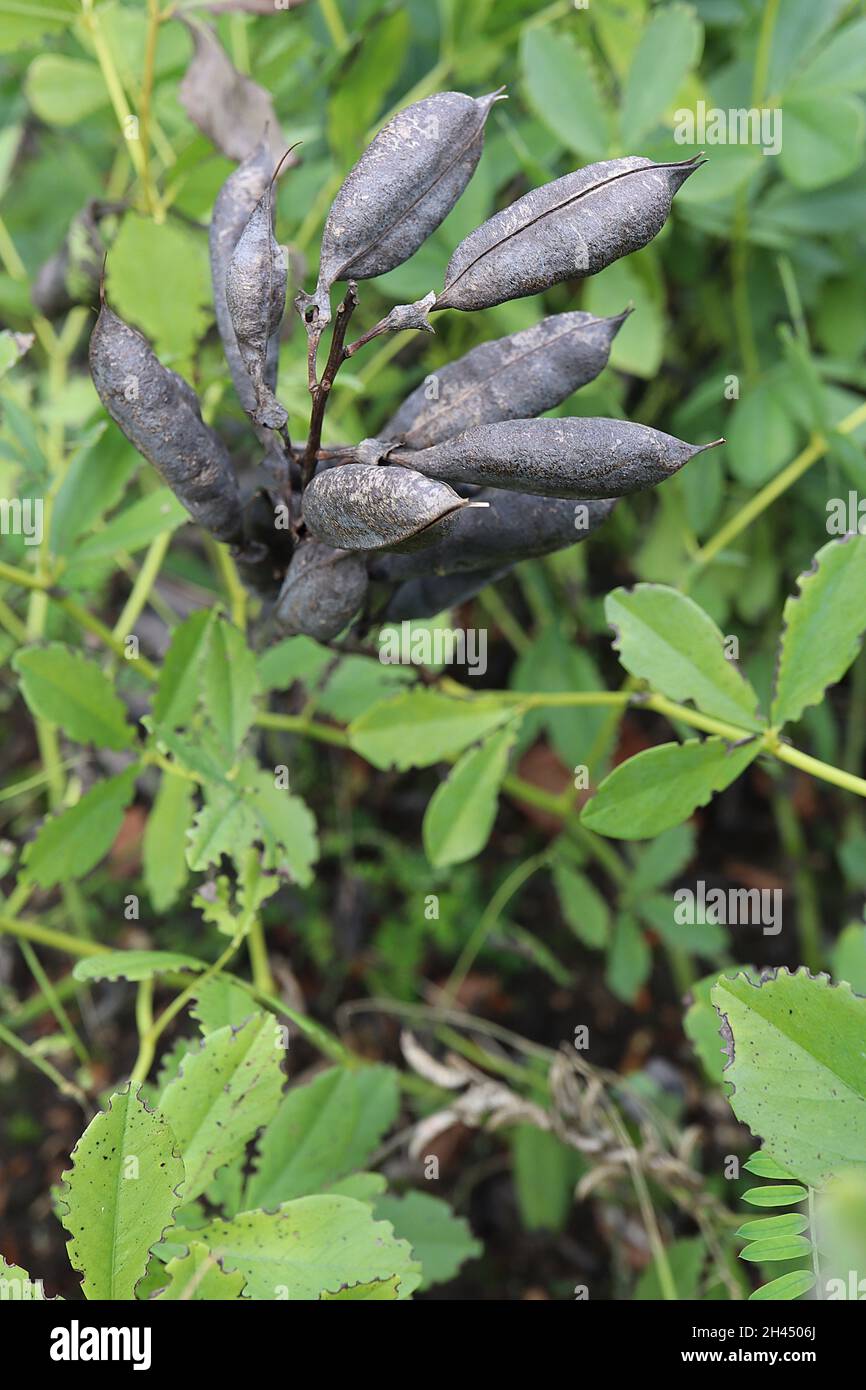 Baptisia australis blue false indigo – dark brown oblong seed pods and ...