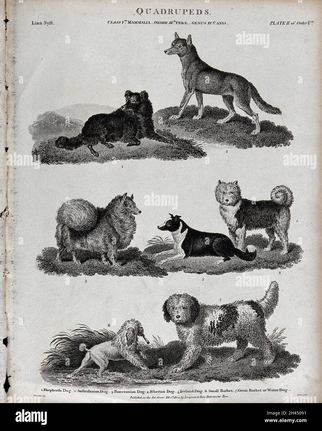 Breeds of dogs hi-res stock photography and images - Alamy