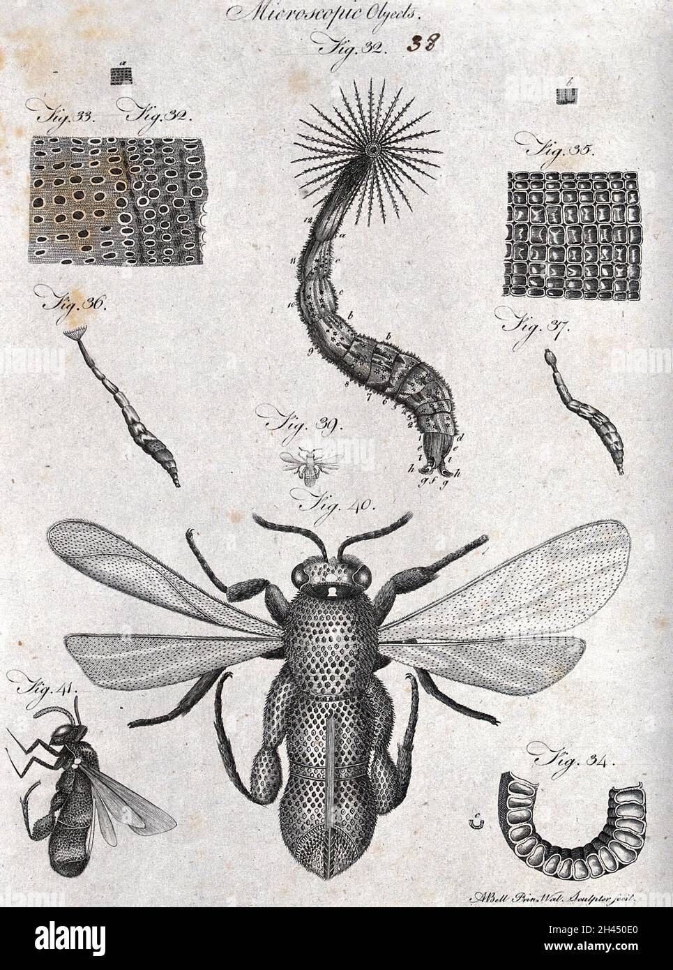 Microscopy: diagrams illustrating insects and parts of insects ...