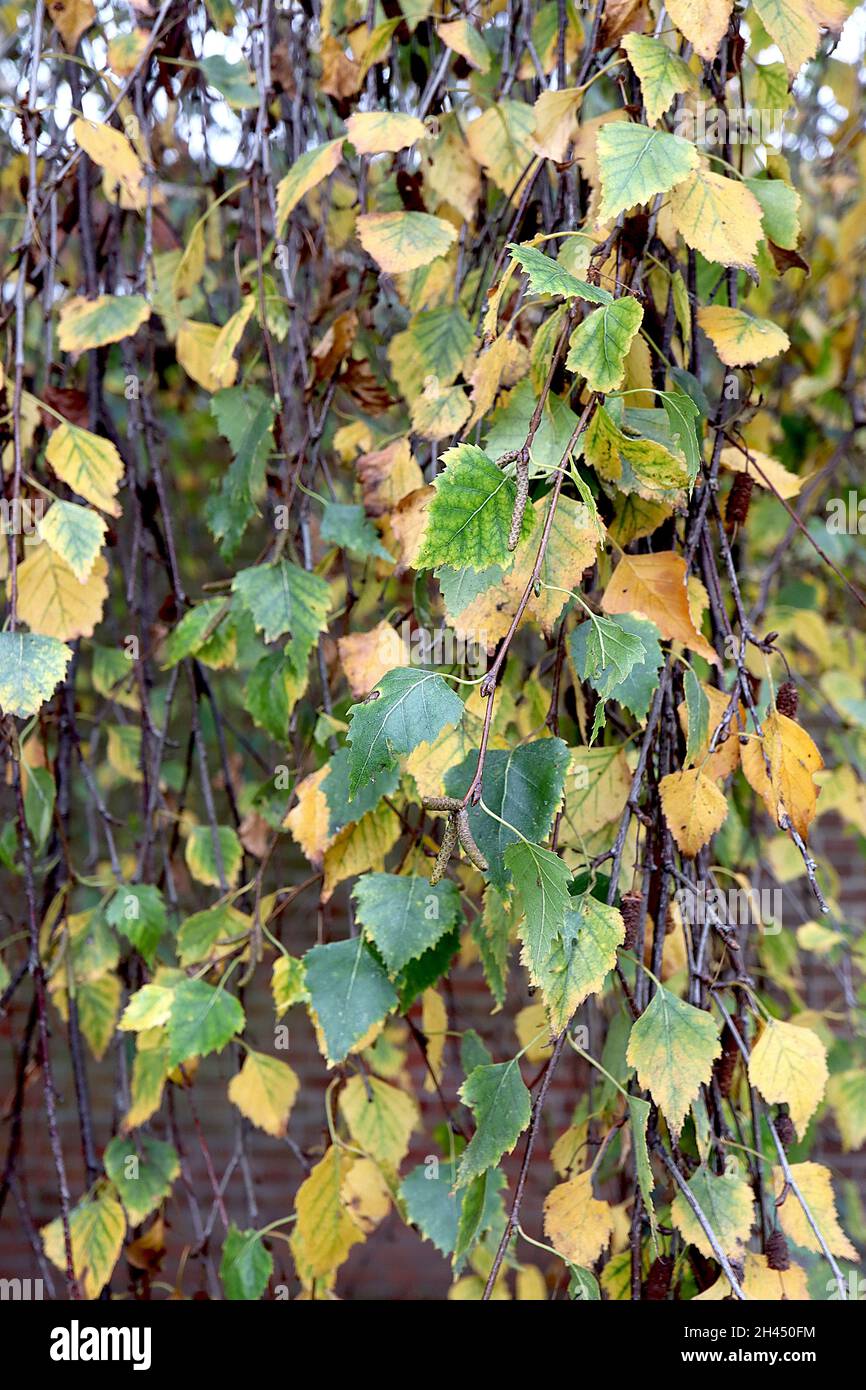Betula pendula tristis birch hi-res stock photography and images - Alamy