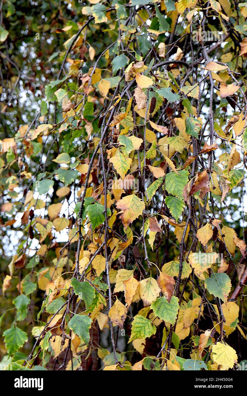 Betula pendula ‘Tristis’ weeping silver birch Tristis – yellow and ...