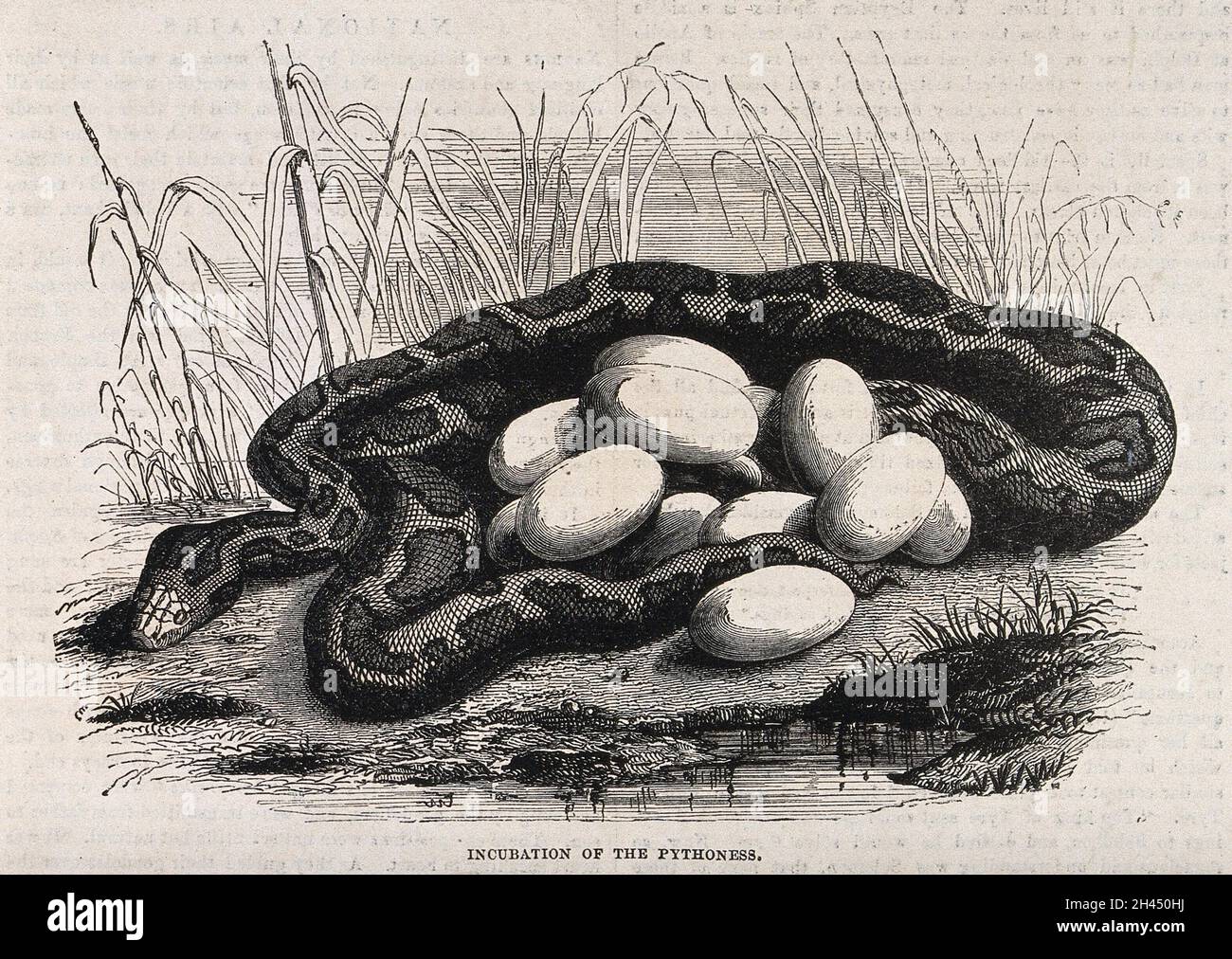 A female python guarding her eggs. Wood engraving, ca. 1850 Stock Photo ...