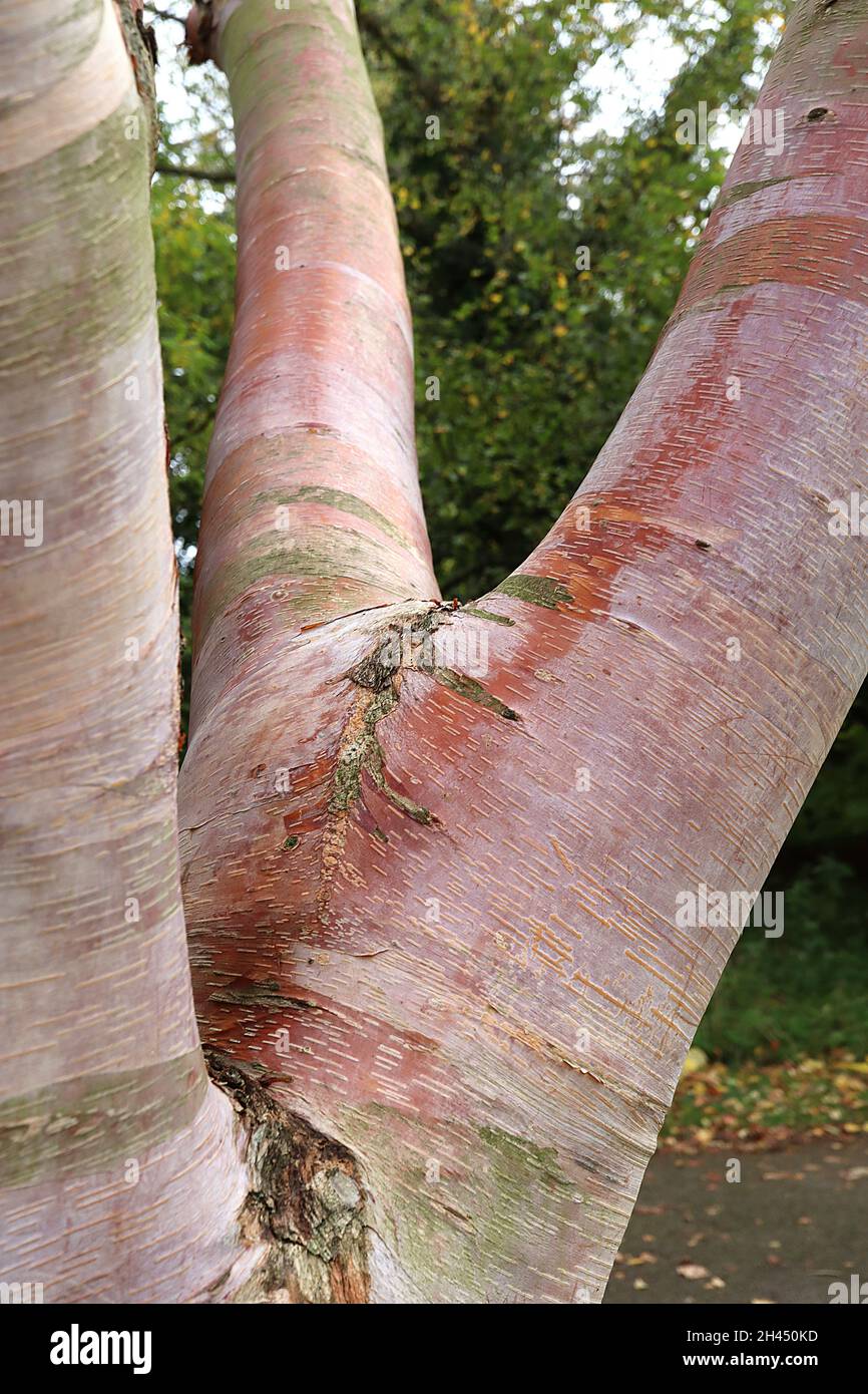 Copper birch hi-res stock photography and images - Alamy