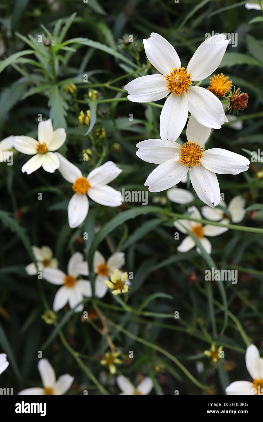 Bidens aurea white delight hi-res stock photography and images - Alamy