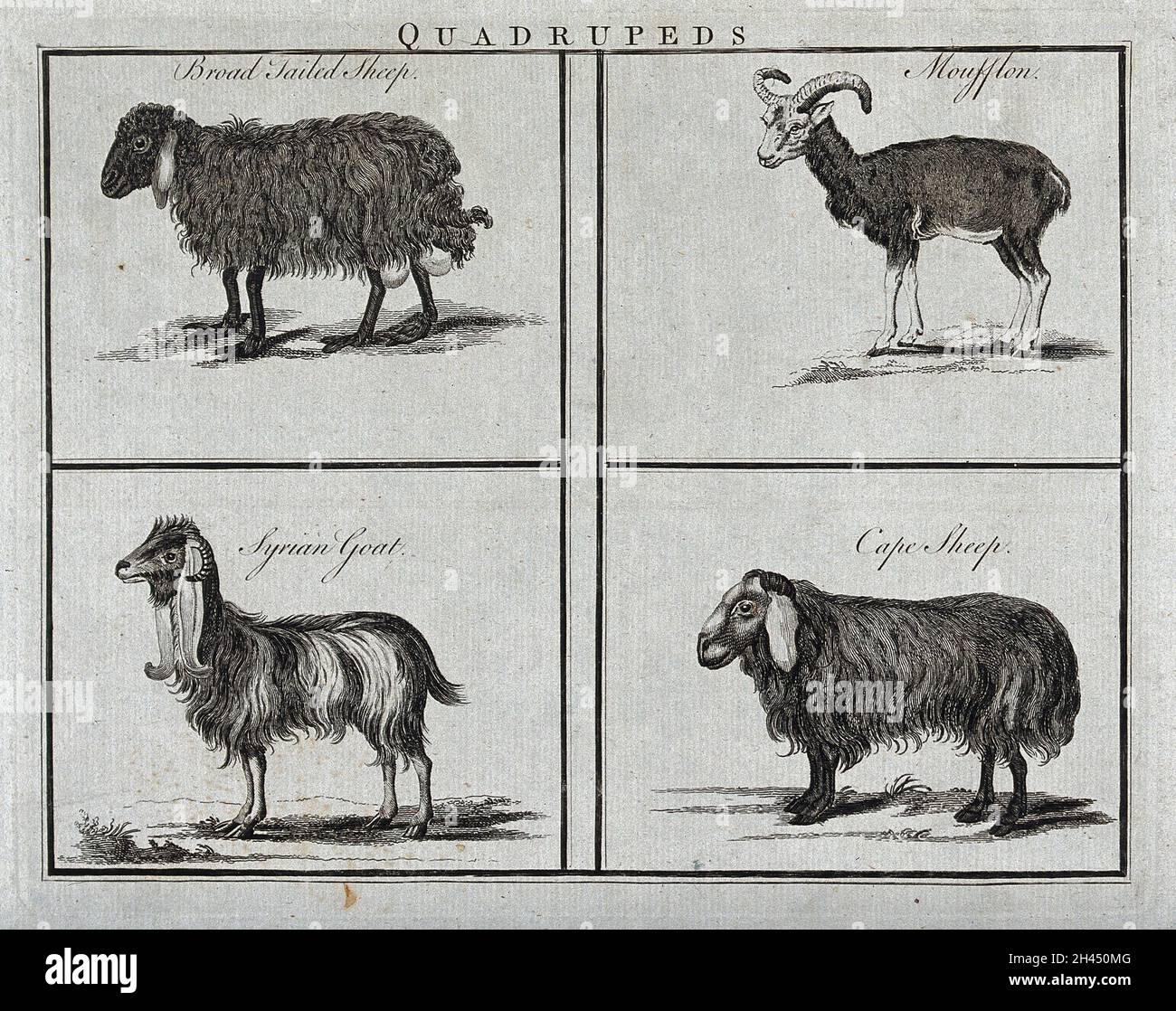 A broad tailed sheep, a moufflon, a Syrian goat and a Cape sheep ...