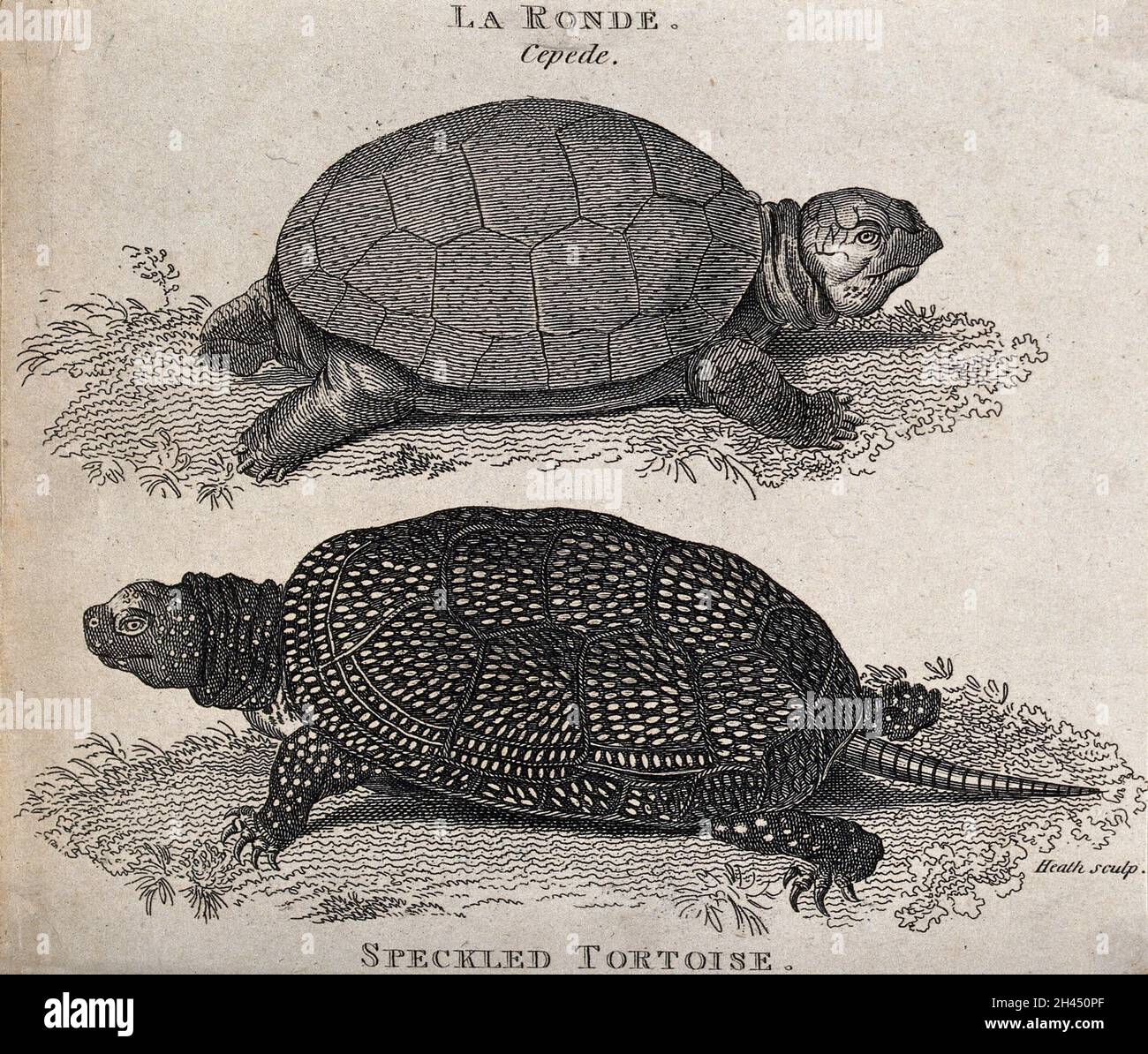 Above, a round tortoise (la ronde); below, a speckled tortoise. Etching ...
